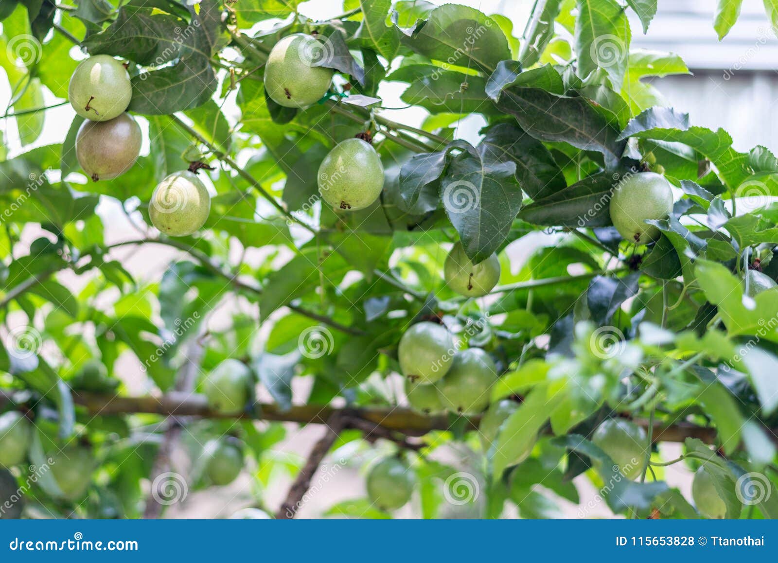 Passion Fruit on Tree in Garden Stock Photo - Image of nutrition ...