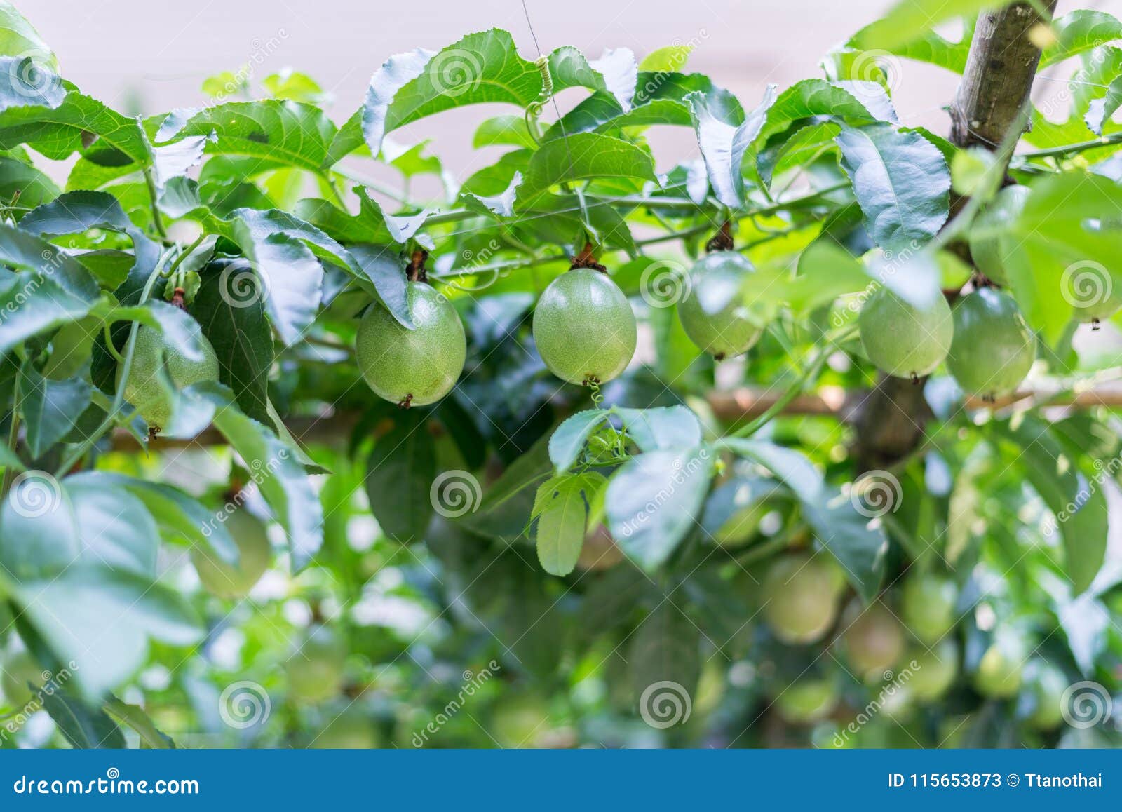 Passion Fruit on Tree in Garden Stock Image - Image of natural, fruit ...
