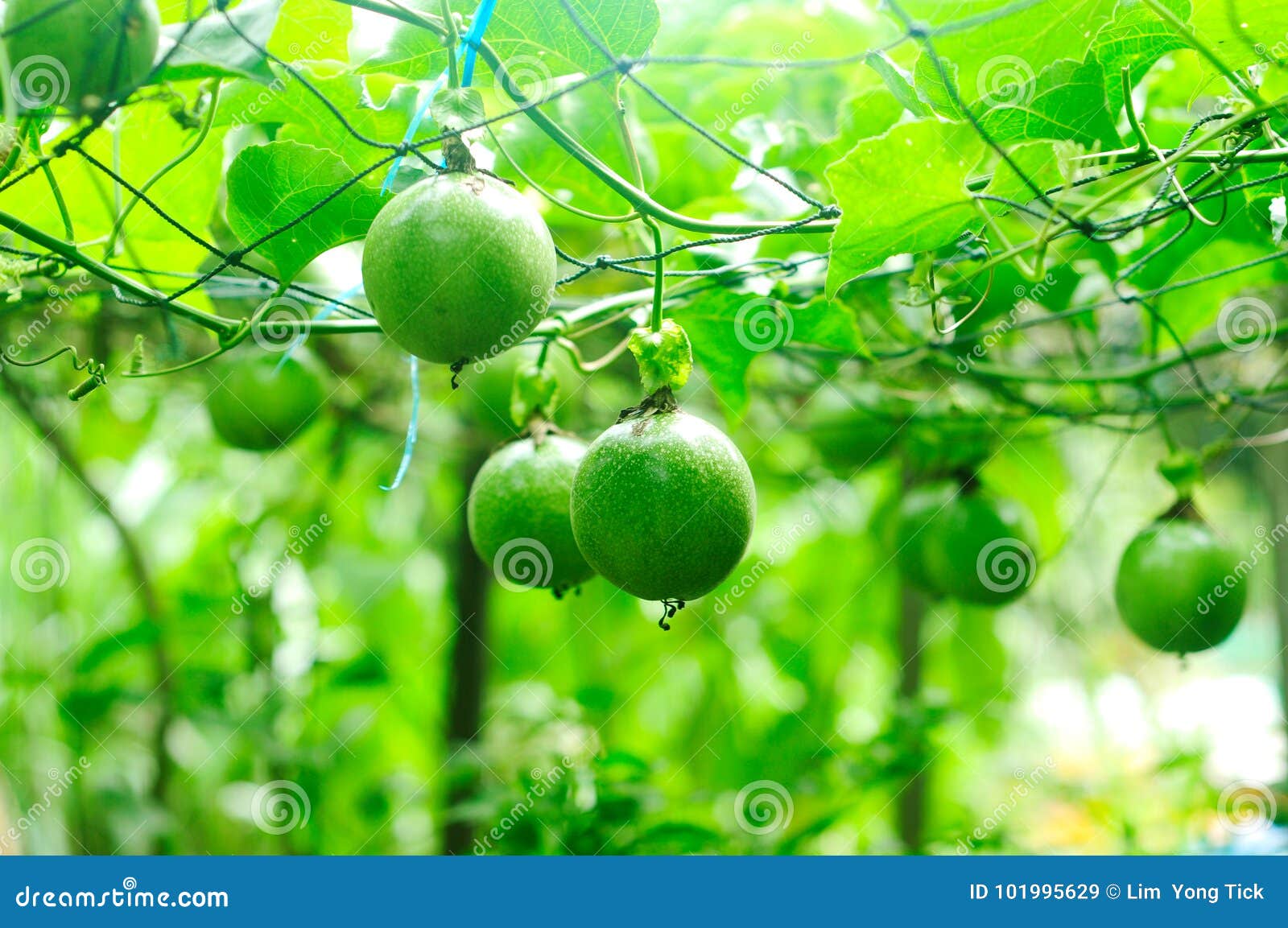 Passion fruit tree stock image. Image of nutrition, field - 101995629