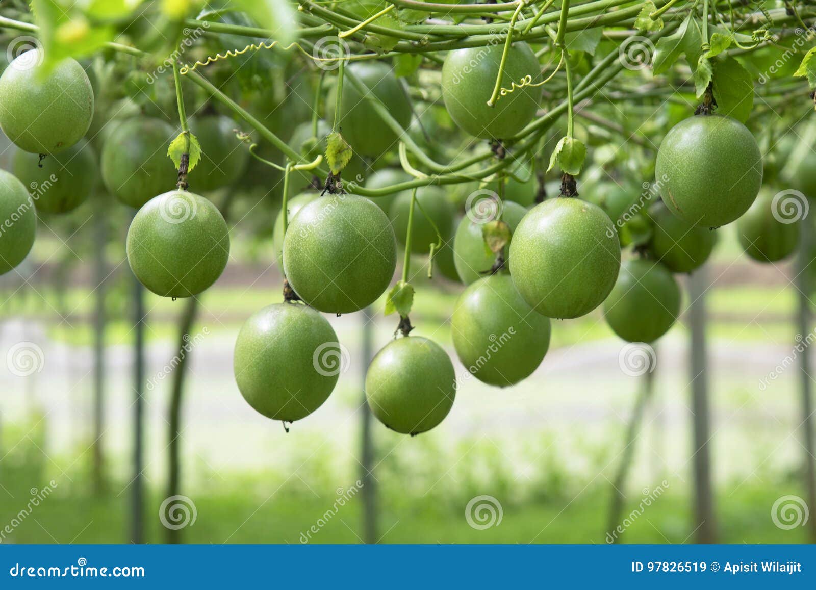 Passion Fruit on the Tree in Passion Fruit Farm. Stock Image - Image of ...