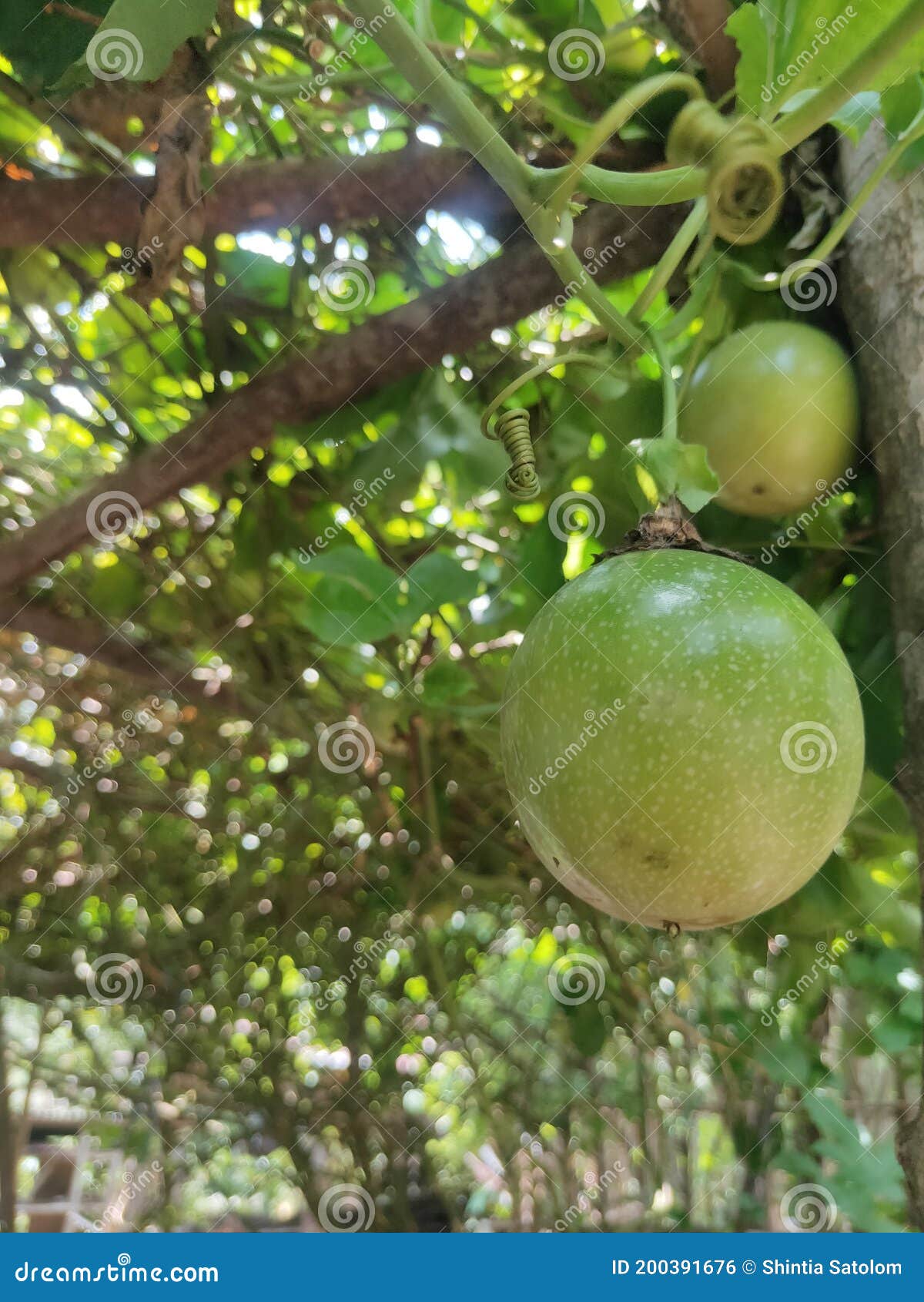 Passion Fruit in the Garden Stock Photo - Image of citrus, fruit: 200391676