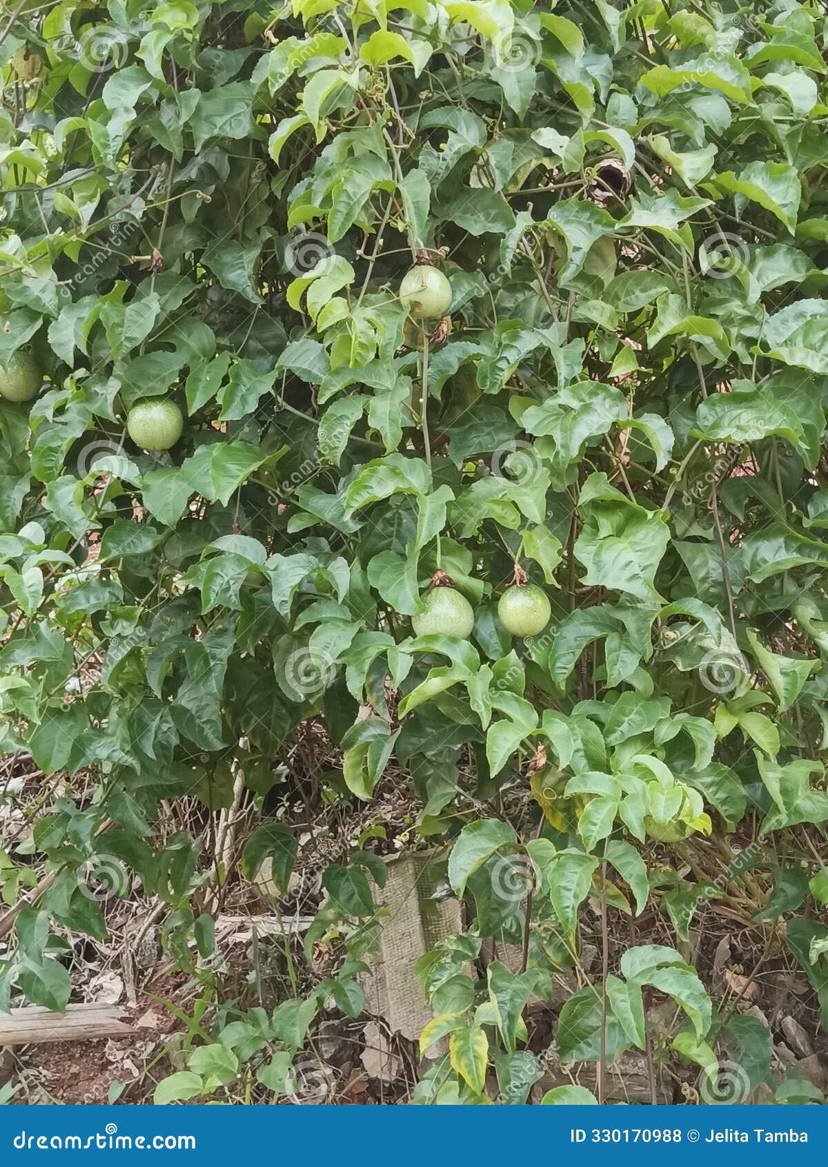 Passion fruit tree stock photo. Image of tastes, sour - 330170988