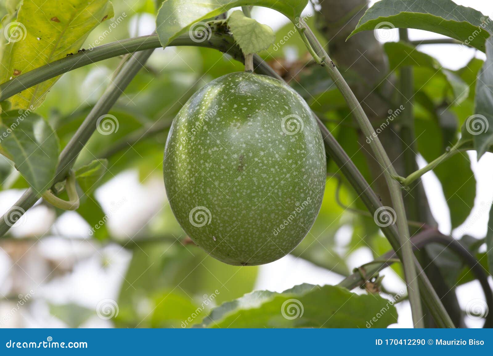 A passion fruit on tree stock photo. Image of passion - 170412290