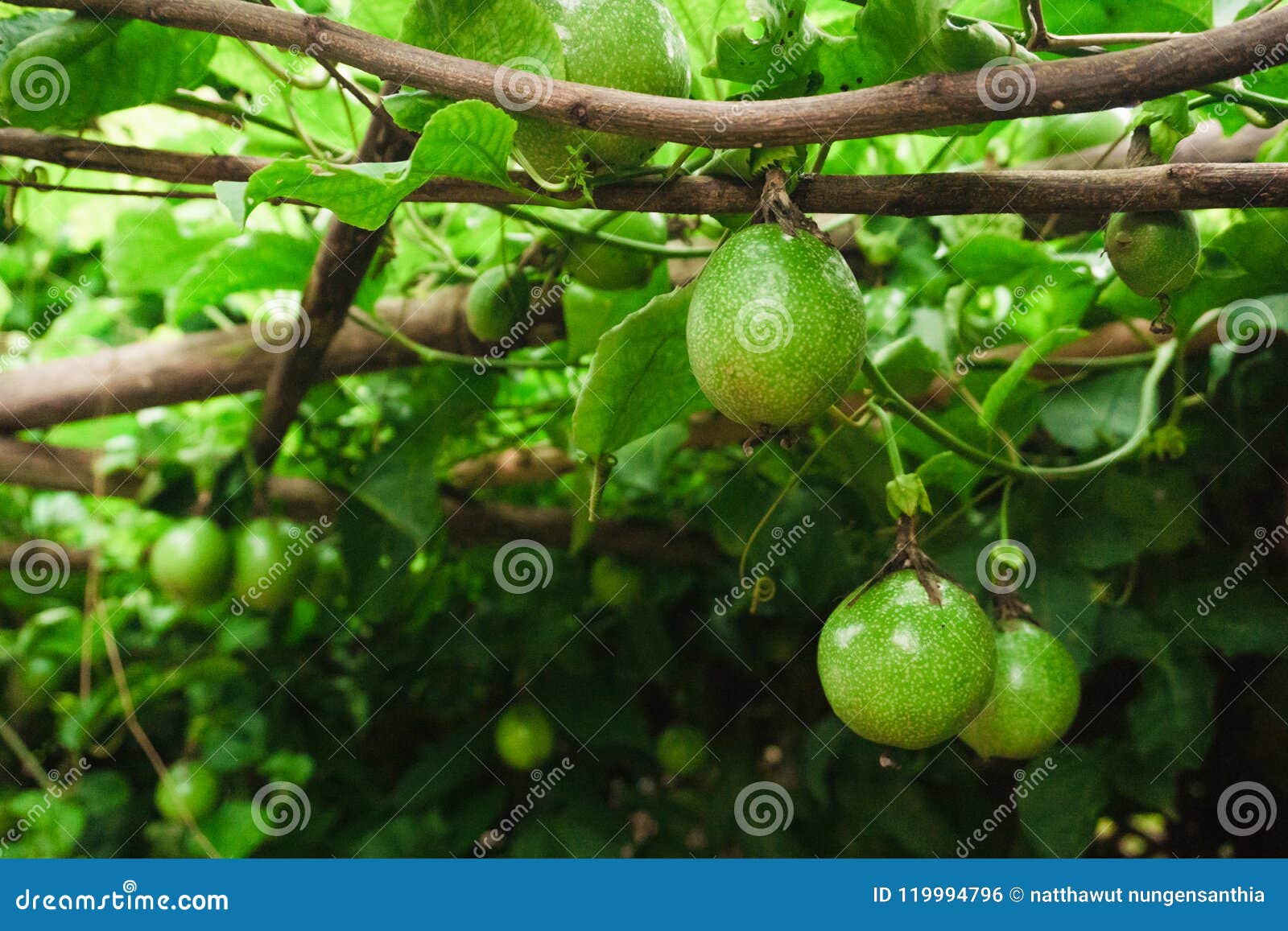 Passion fruit on the tree stock photo. Image of nutrition - 119994796