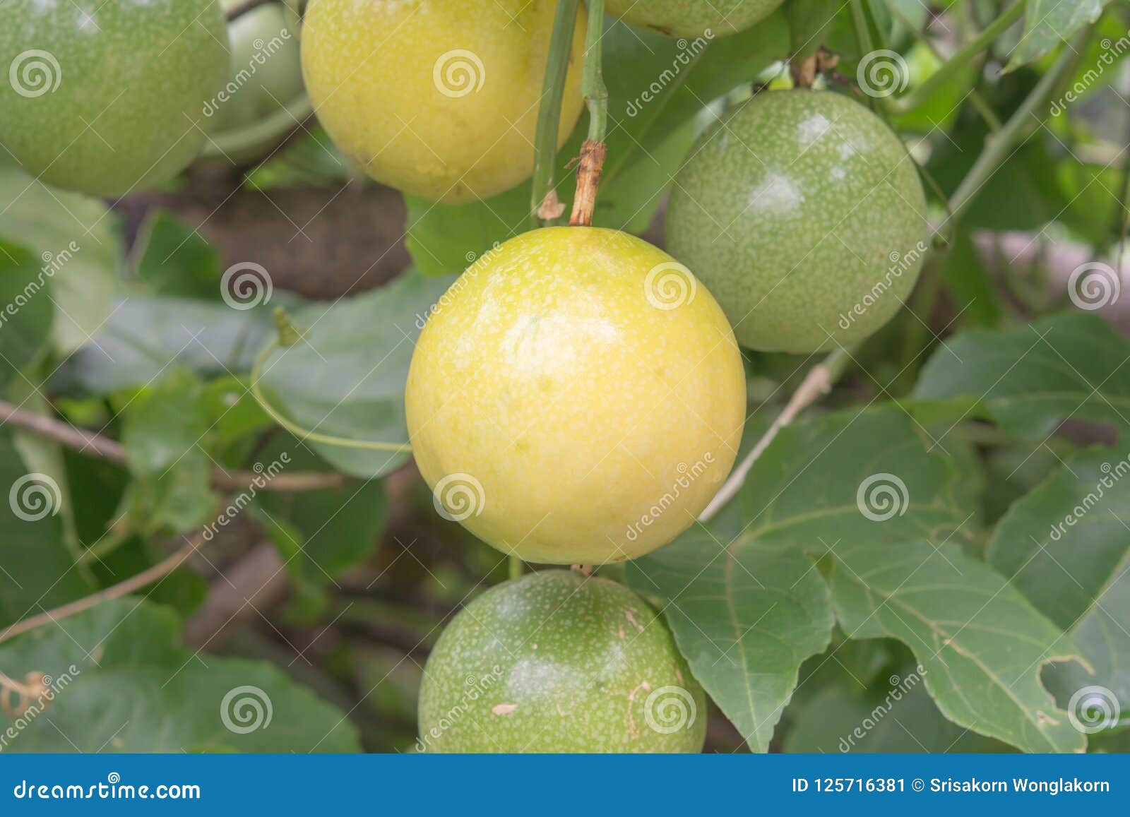 Passion fruit on a tree stock image. Image of vine, garden - 125716381