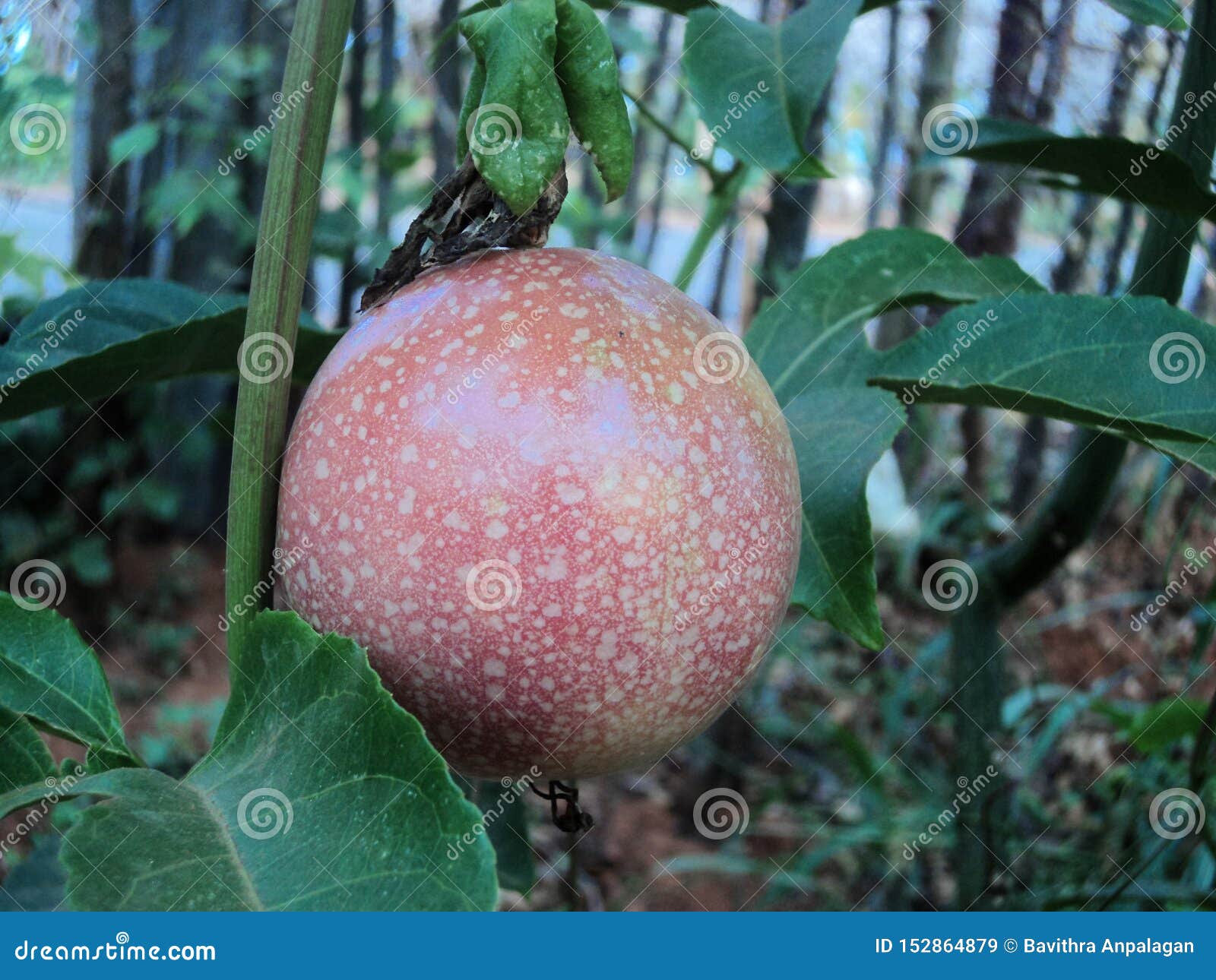 Passion fruit tree stock image. Image of asia, edulis - 152864879