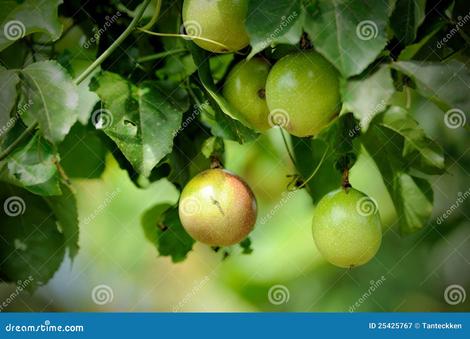 Passion fruit on the vine stock image. Image of natural - 25425767