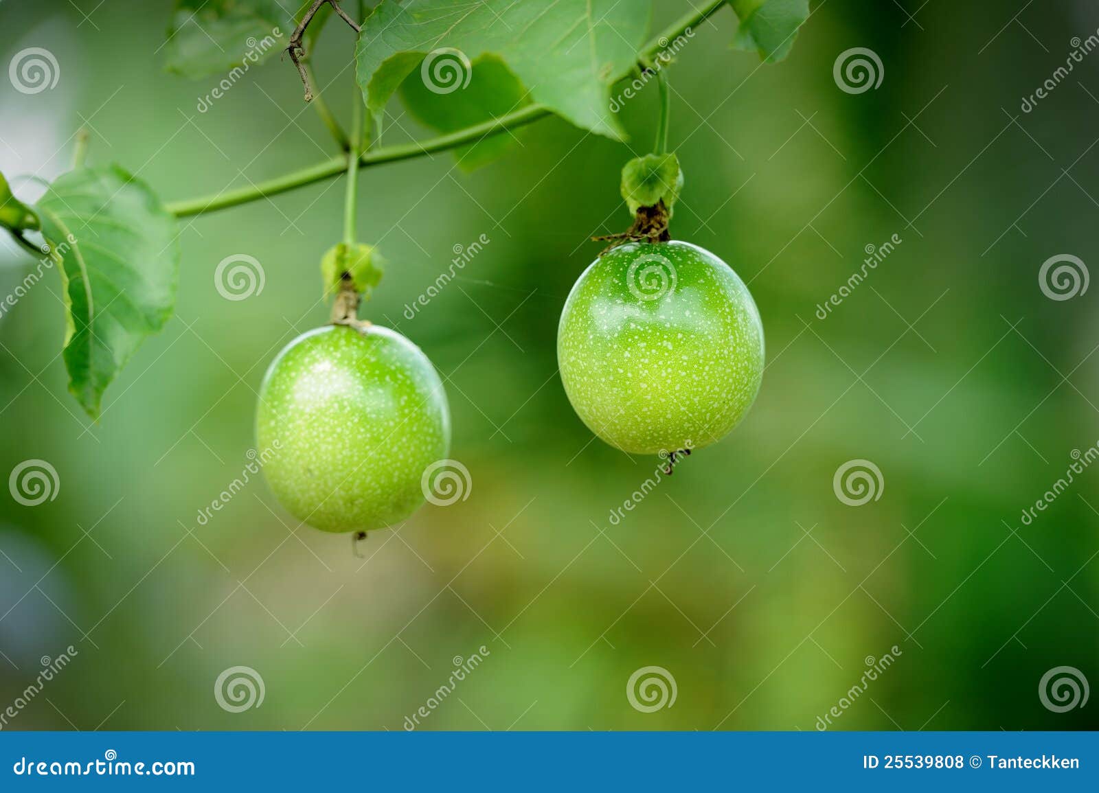 Passion fruit on the vine stock photo. Image of grow - 25539808