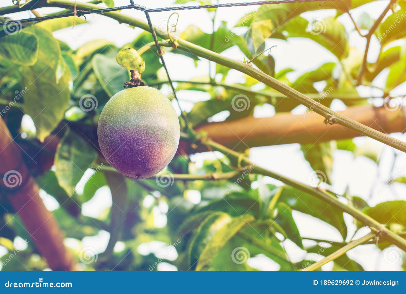 Passion fruit on the vine, stock photo. Image of natural - 189629692