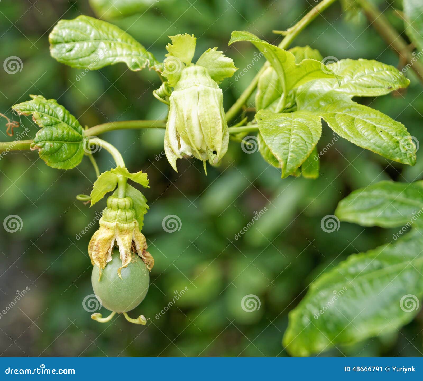 Passion fruit on the vine stock image. Image of azores - 48666791