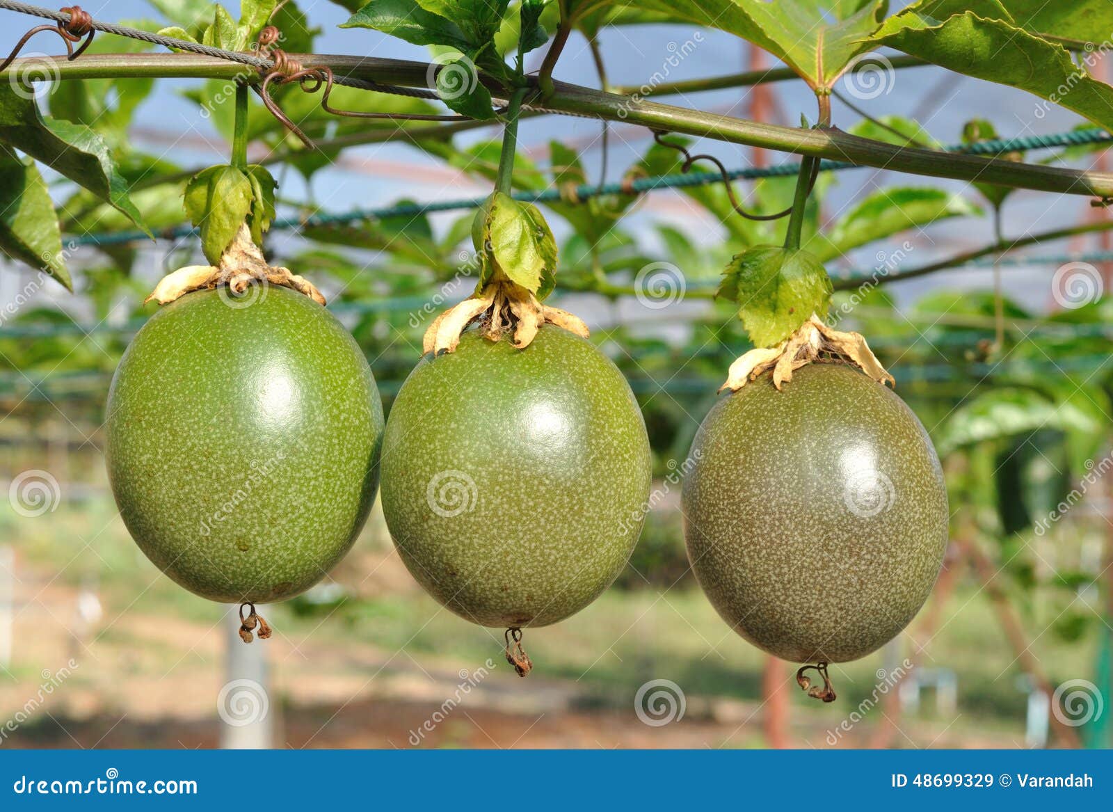 Passion fruit on the vine stock image. Image of organic - 48699329
