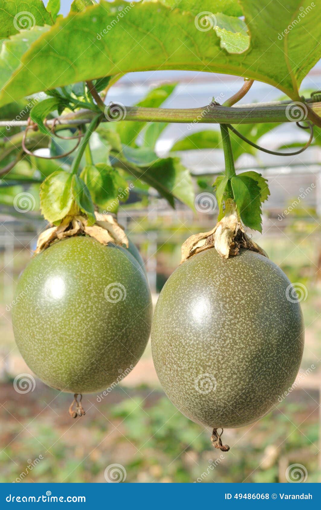 Passion fruit on the vine stock photo. Image of passion - 49486068