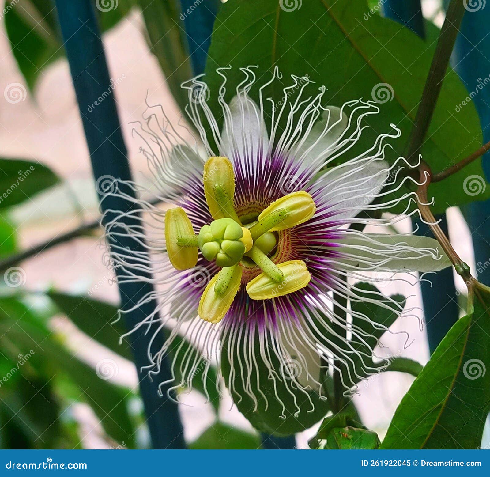 Passion frut flower stock image. Image of nature, branch - 261922045