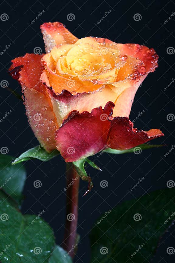Passion rose stock photo. Image of lovely, love, center - 4057276