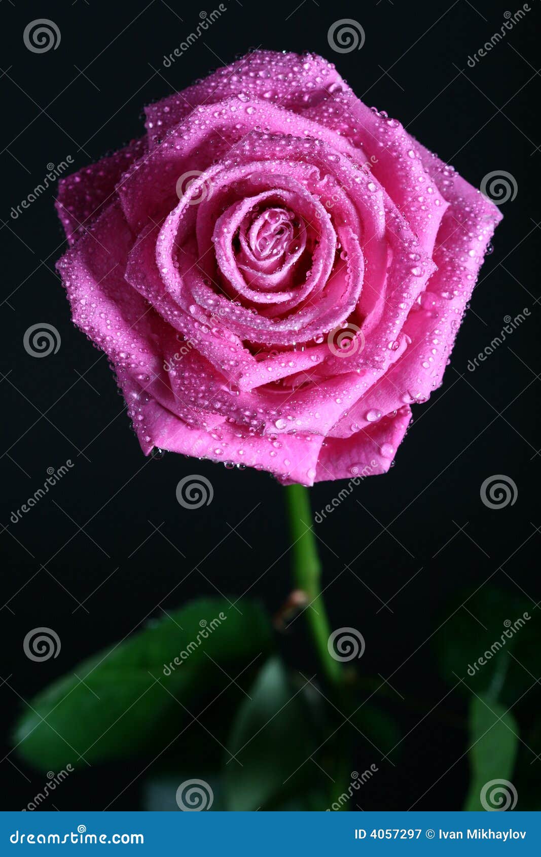 Passion rose stock image. Image of backdrop, love, blossoms - 4057297