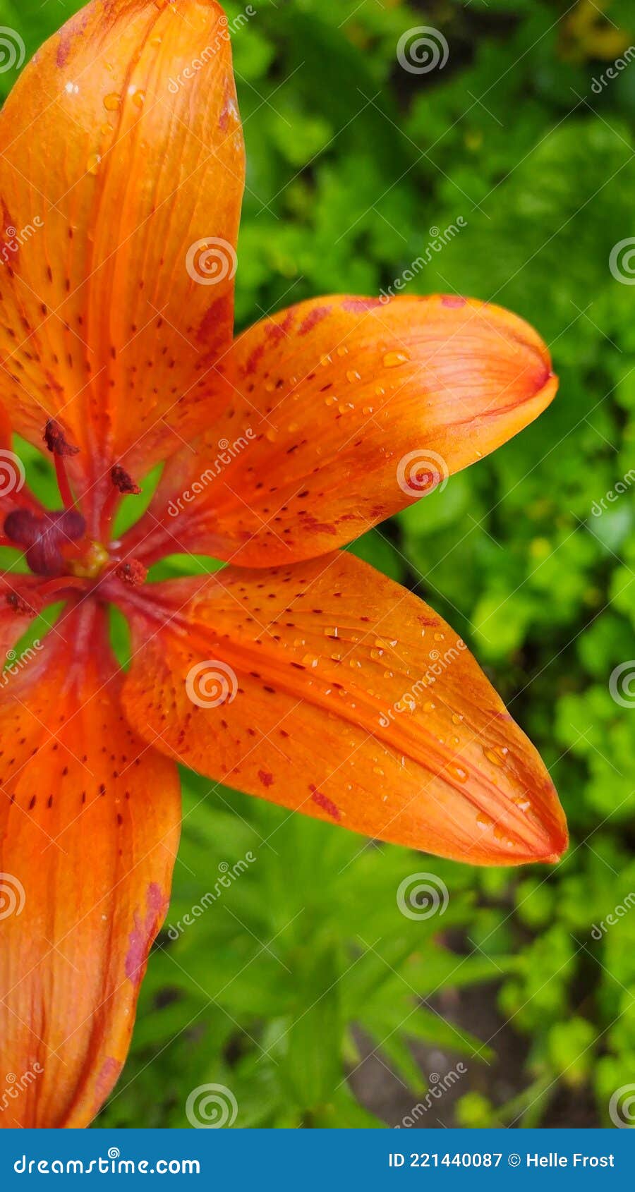 Flame Lily, Fire Lily, Gloriosa Superba Flower Isolated On White ...
