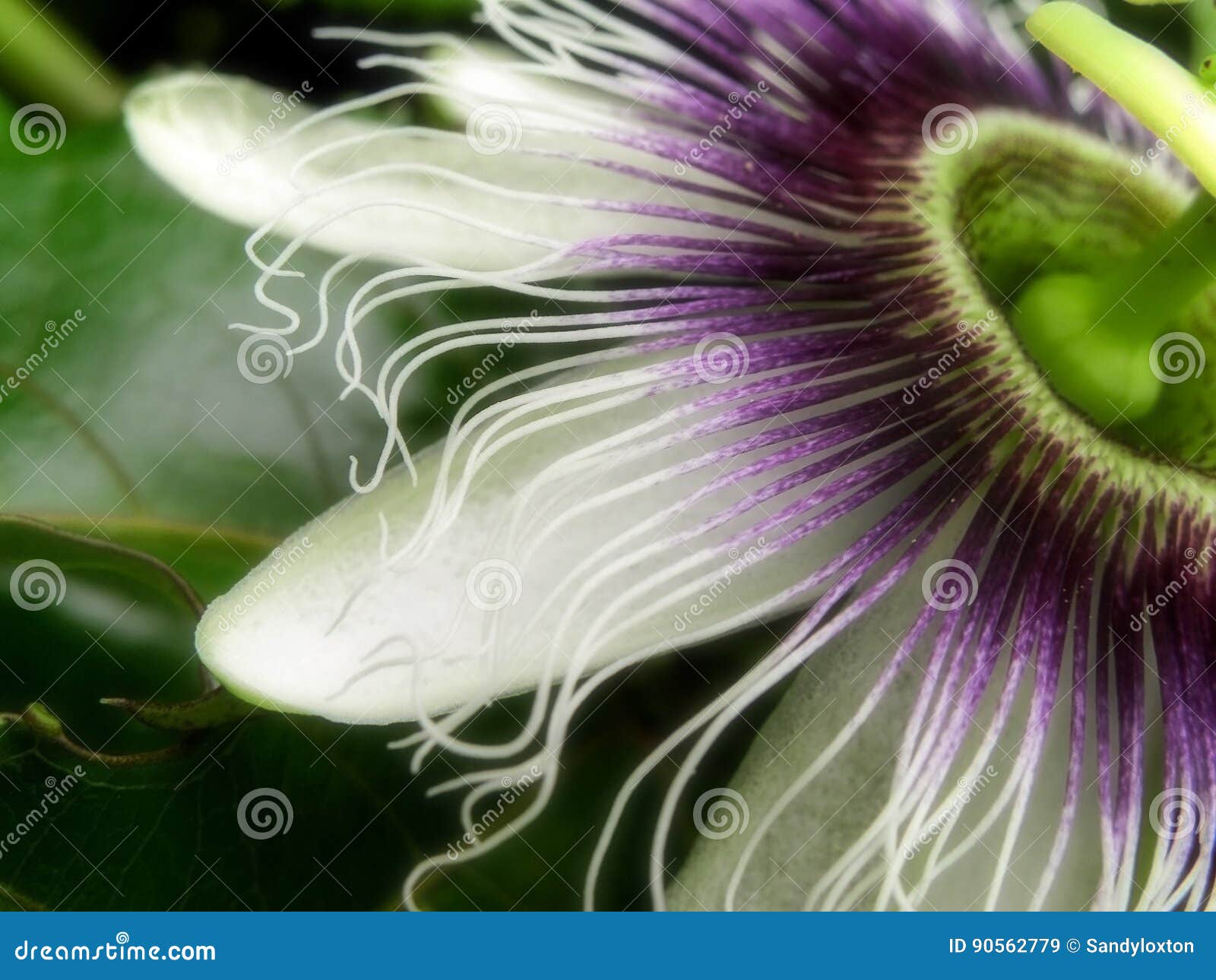 Passionblommarankor Och Kronblad Fotografering för Bildbyråer - Bild av ...