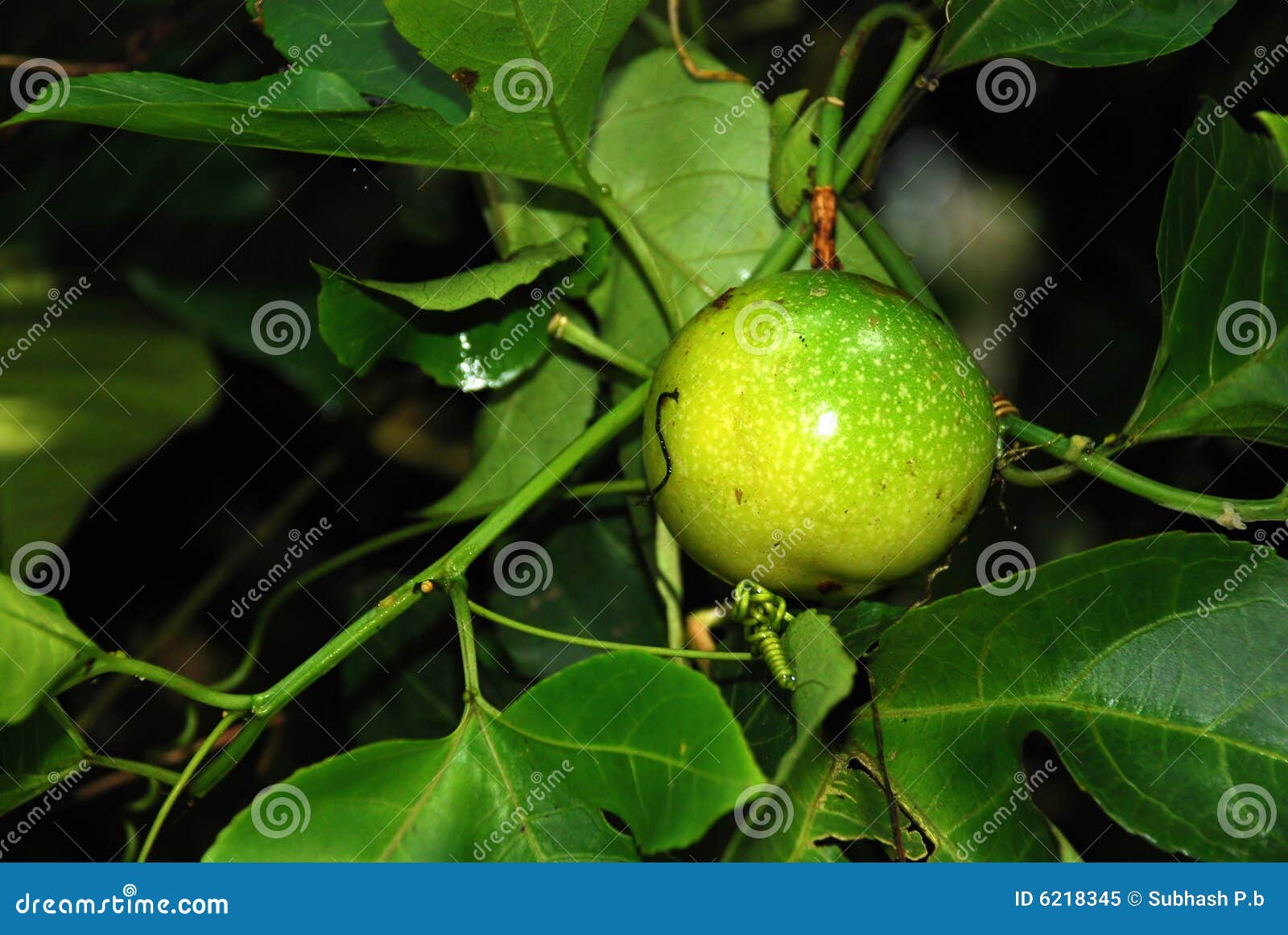 Passionsfrucht stockbild. Bild von essen, landwirtschaft - 6218345