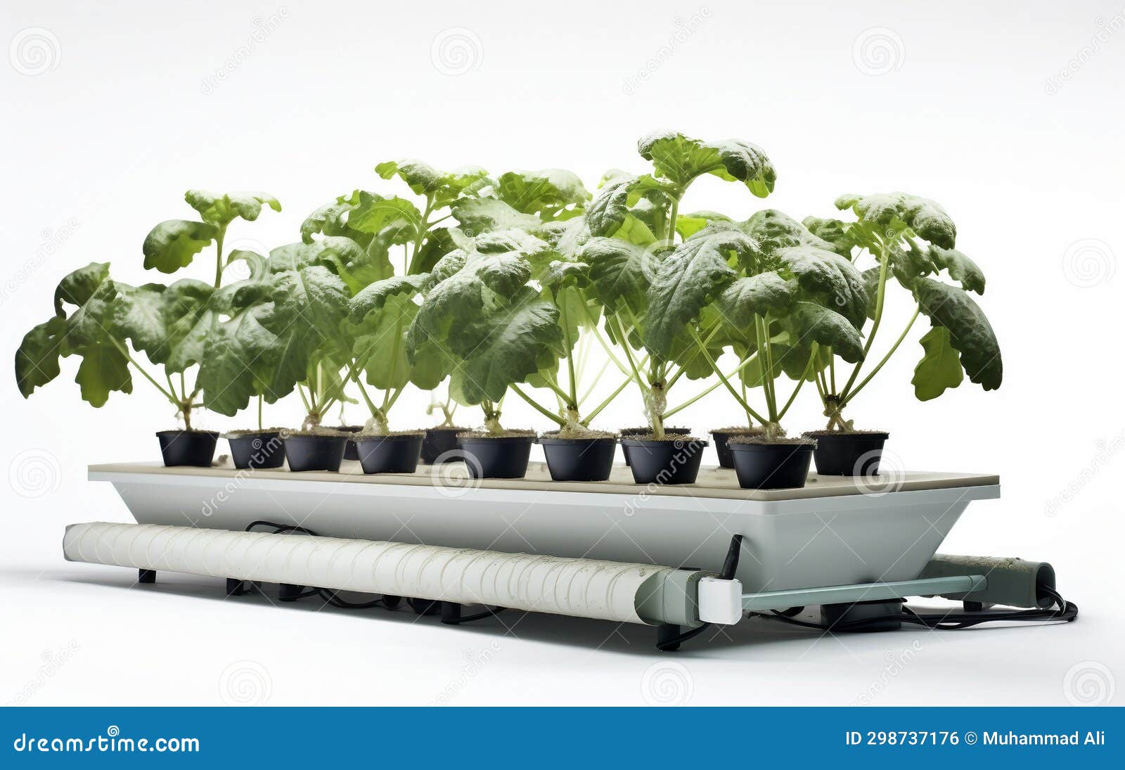 Passive Hydroponics on White Background Stock Photo - Image of radiance ...