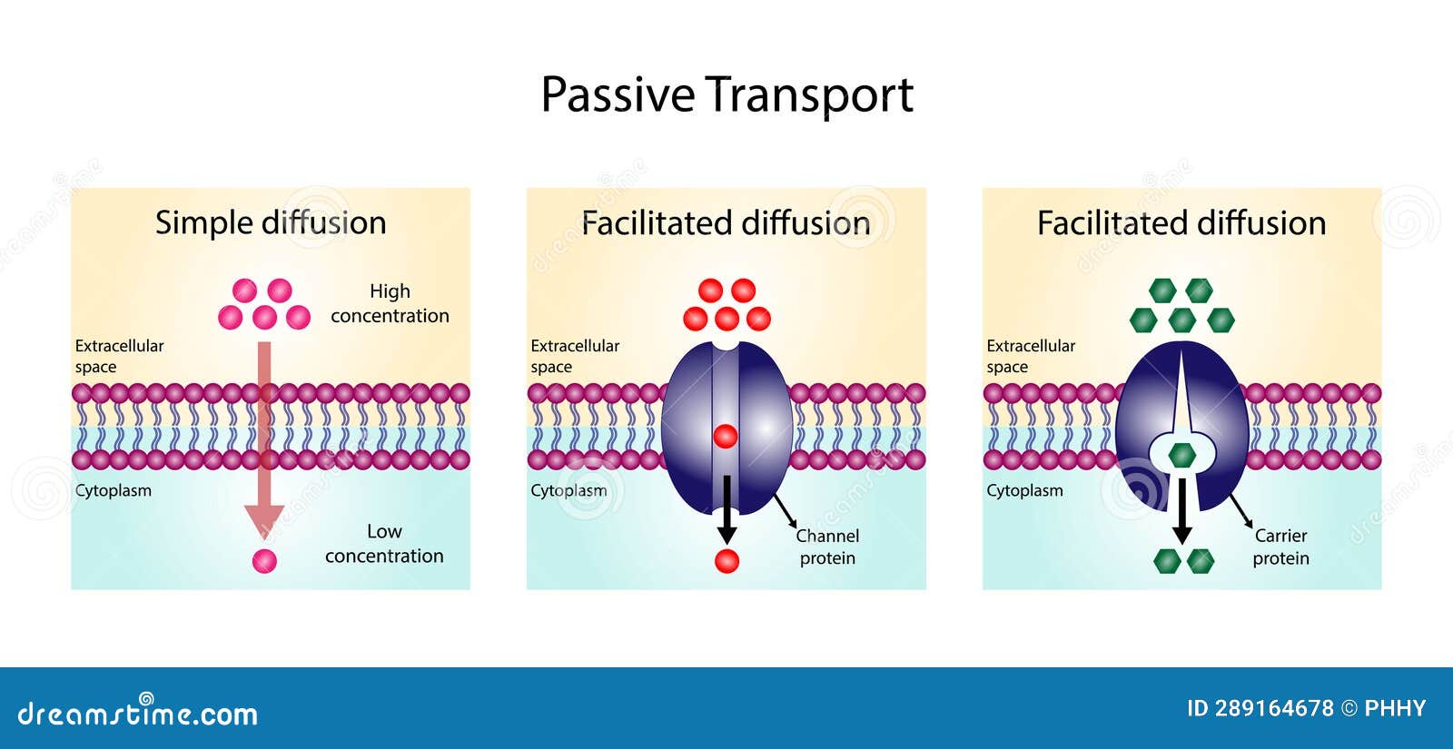 Facilitated Diffusion Or Passive-mediated Transport Cartoon Vector ... Facilitated Diffusion Or Passive-mediated Transport Cartoon Vector ...