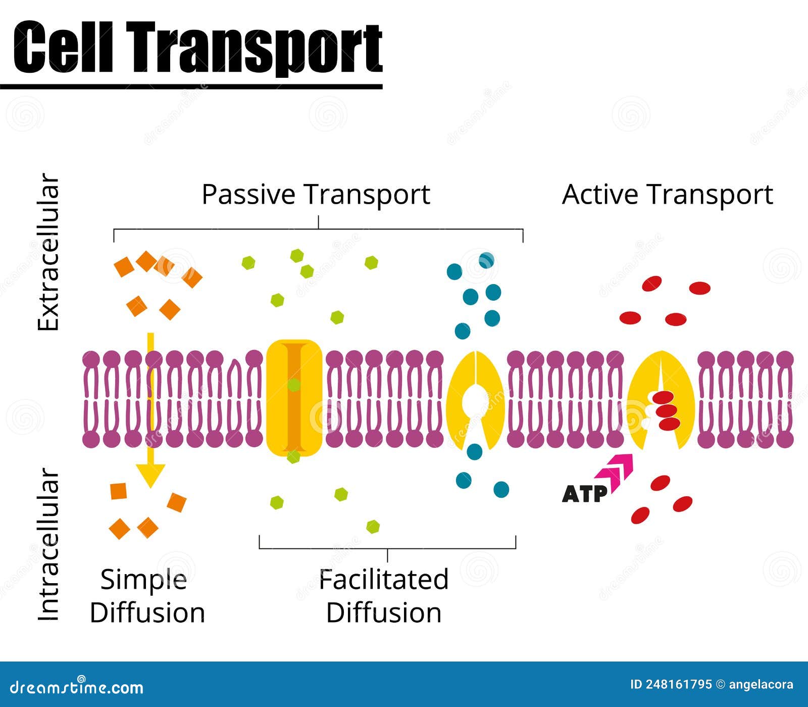 Passive Vs Active Cell Transport. Vector Illustration. Stock Vector ... Passive Vs Active Cell Transport. Vector Illustration. Stock Vector ...