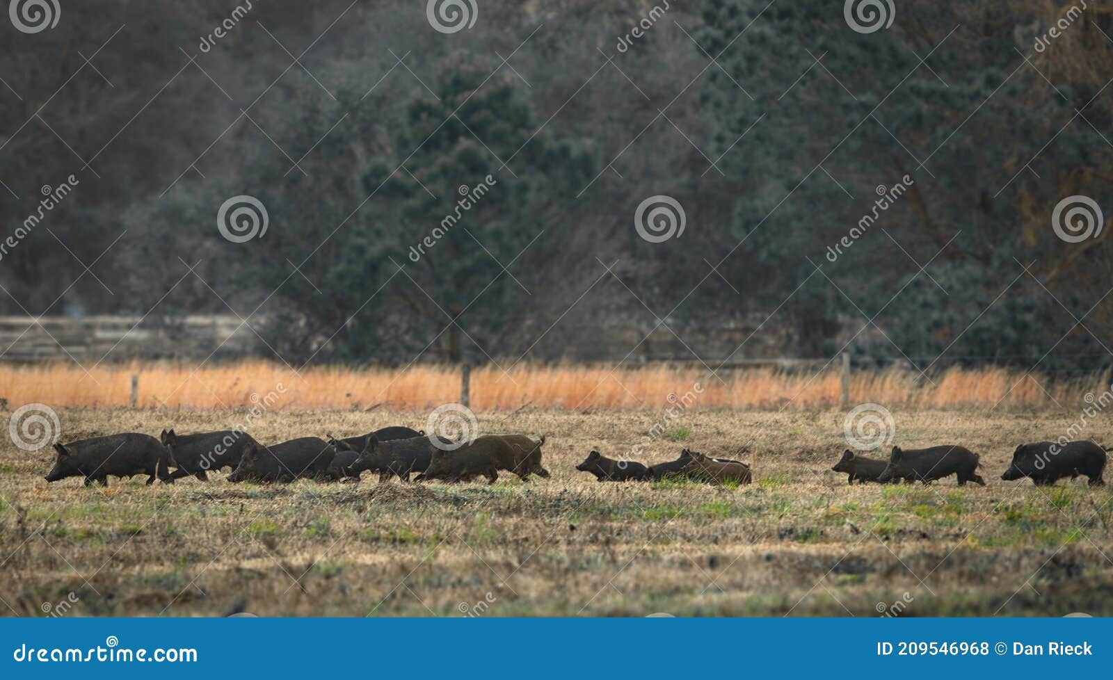 A Passle of Wild Hogs Roaming a Grassy Meadow in Central Florida Stock ...