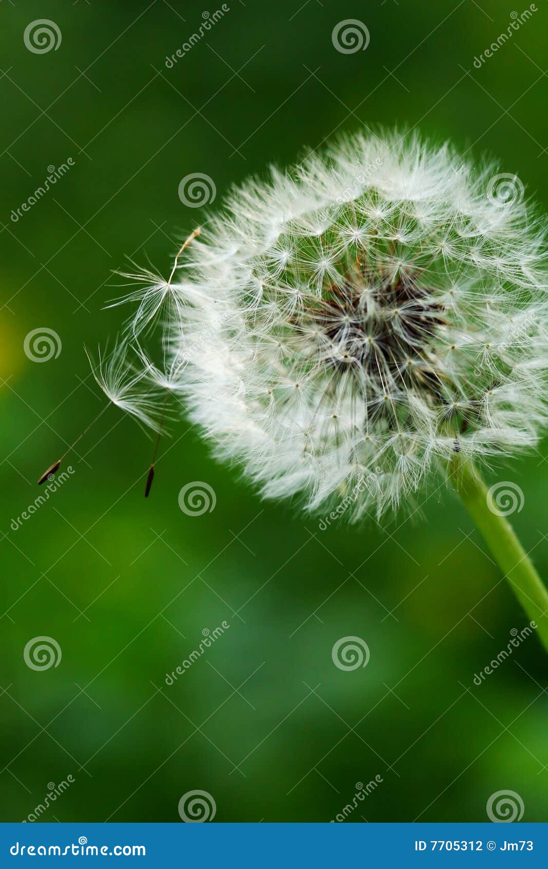 2,380 Old Dandelion Blossom Stock Photos - Free & Royalty-Free Stock ...