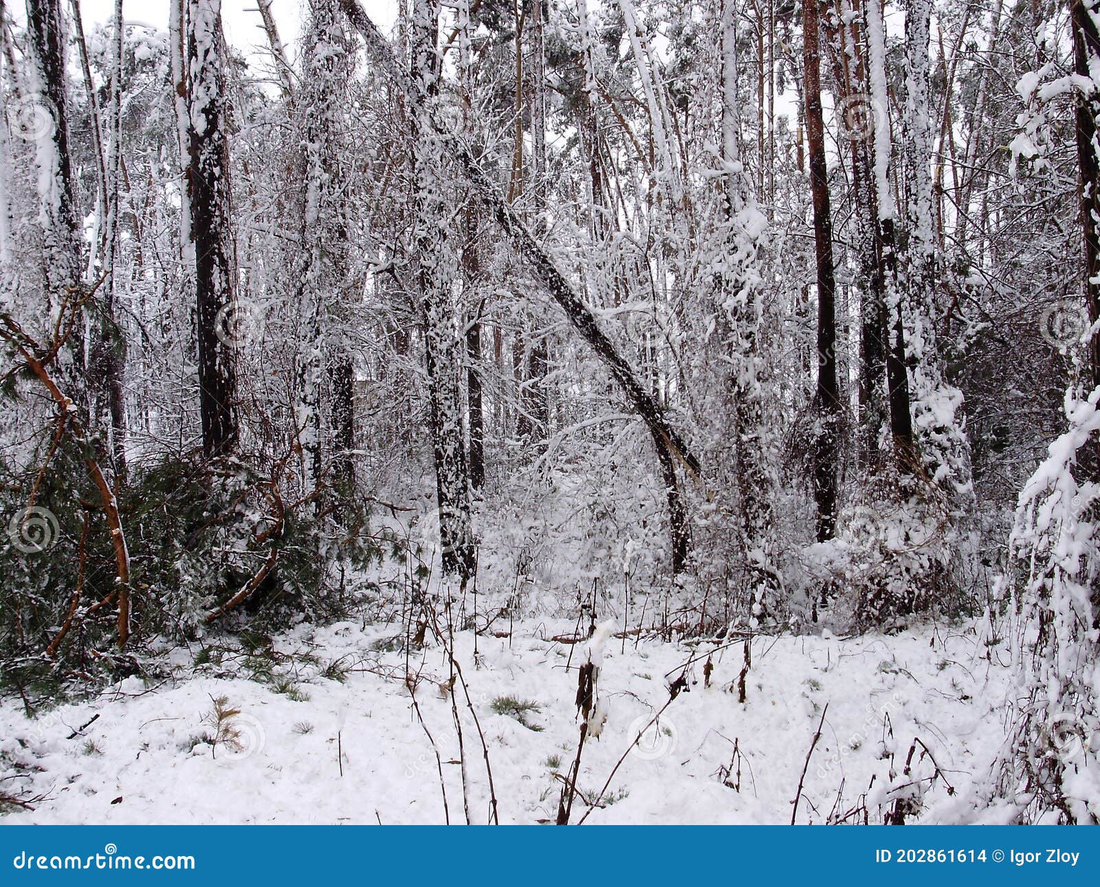 The Past Winter Blizzard, Wind, Snowfall, Beautiful Winter Stock Photo ...