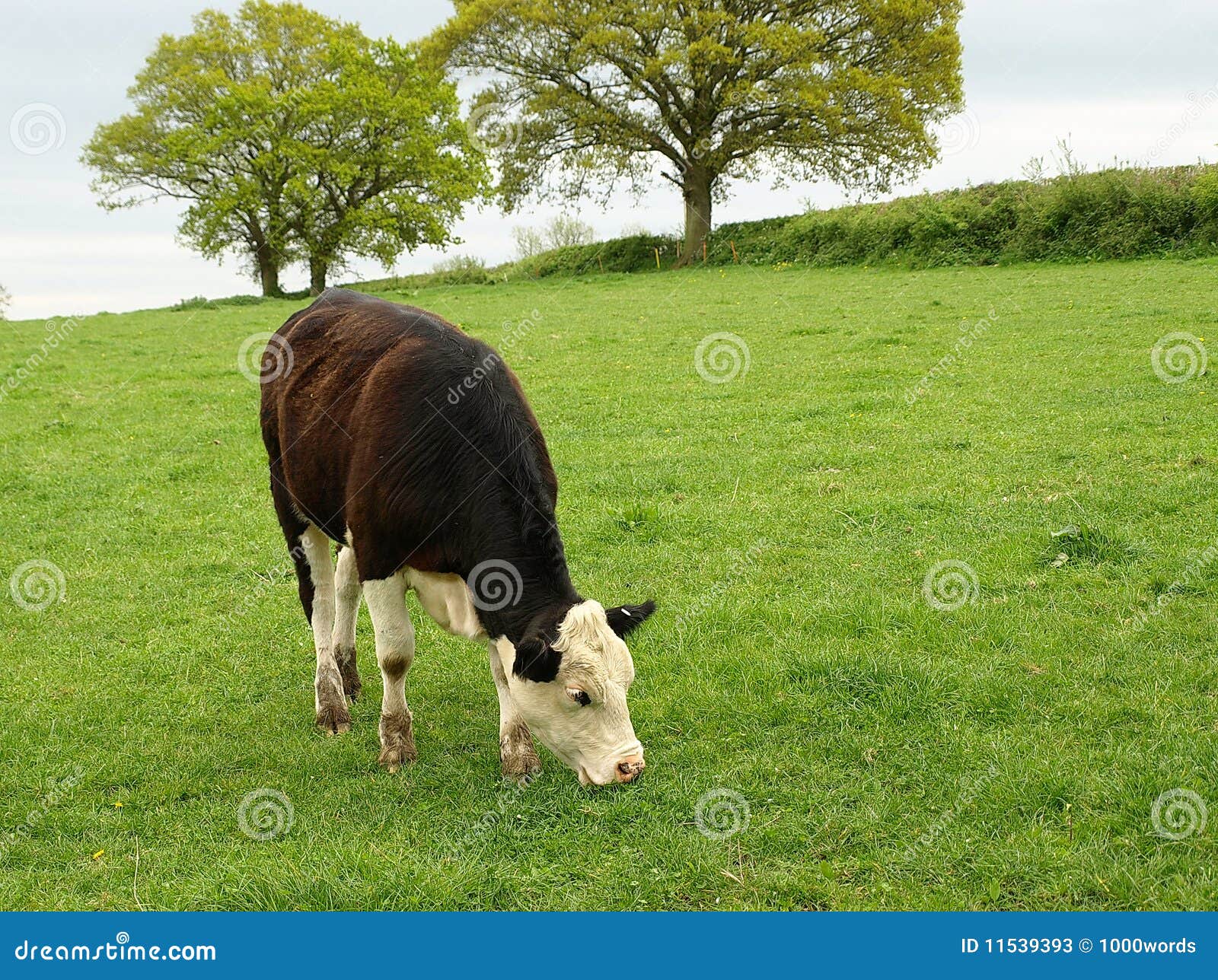 Pastando a vaca imagem de stock. Imagem de rural, vitela - 11539393