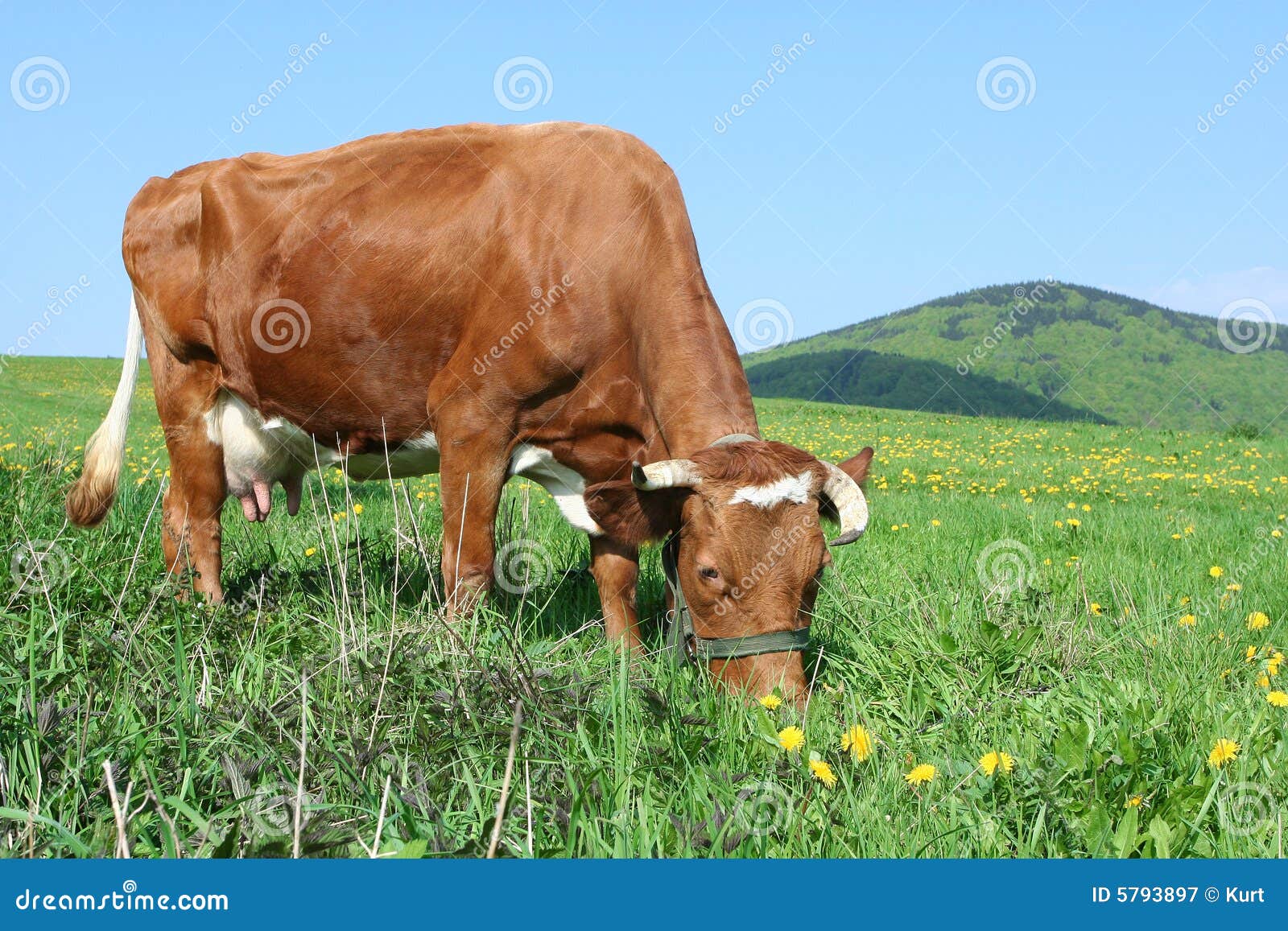 Pastando a vaca imagem de stock. Imagem de rural, prado - 5793897