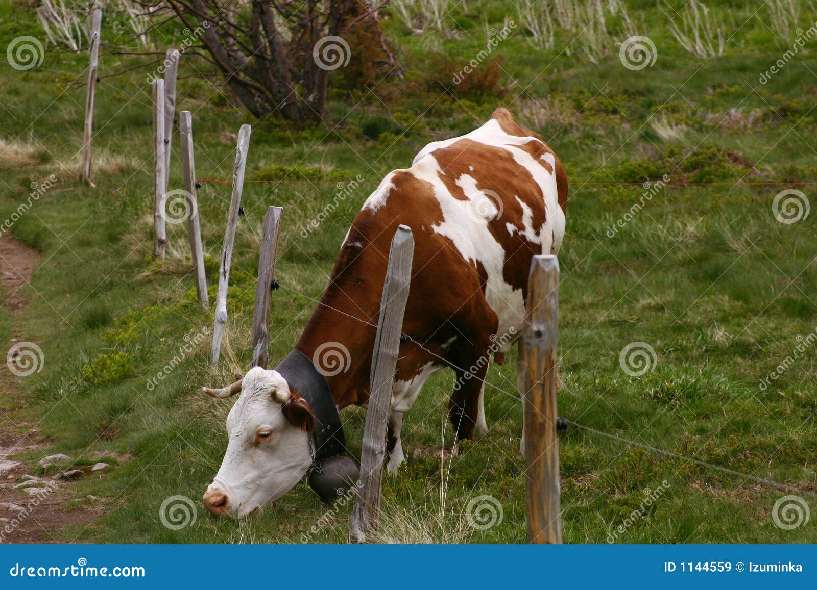 Pastando a Vaca Com Uma Cerca Imagem de Stock - Imagem de gado, animal ...