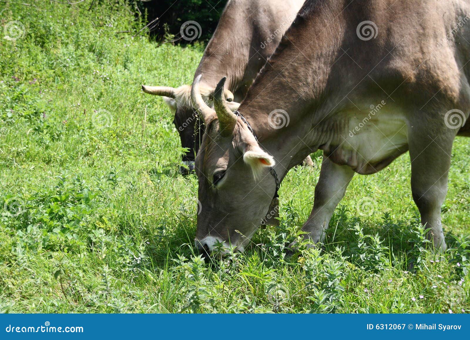 Pastando vacas imagem de stock. Imagem de pastar, vacas - 6312067