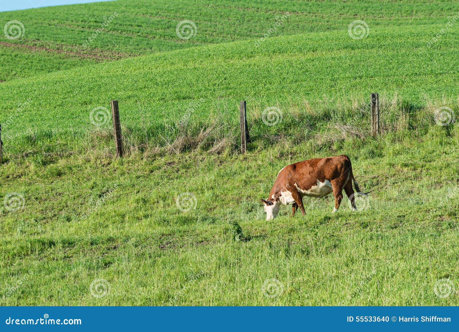 Pastar foto de stock. Imagem de grama, campo, washington - 55533640