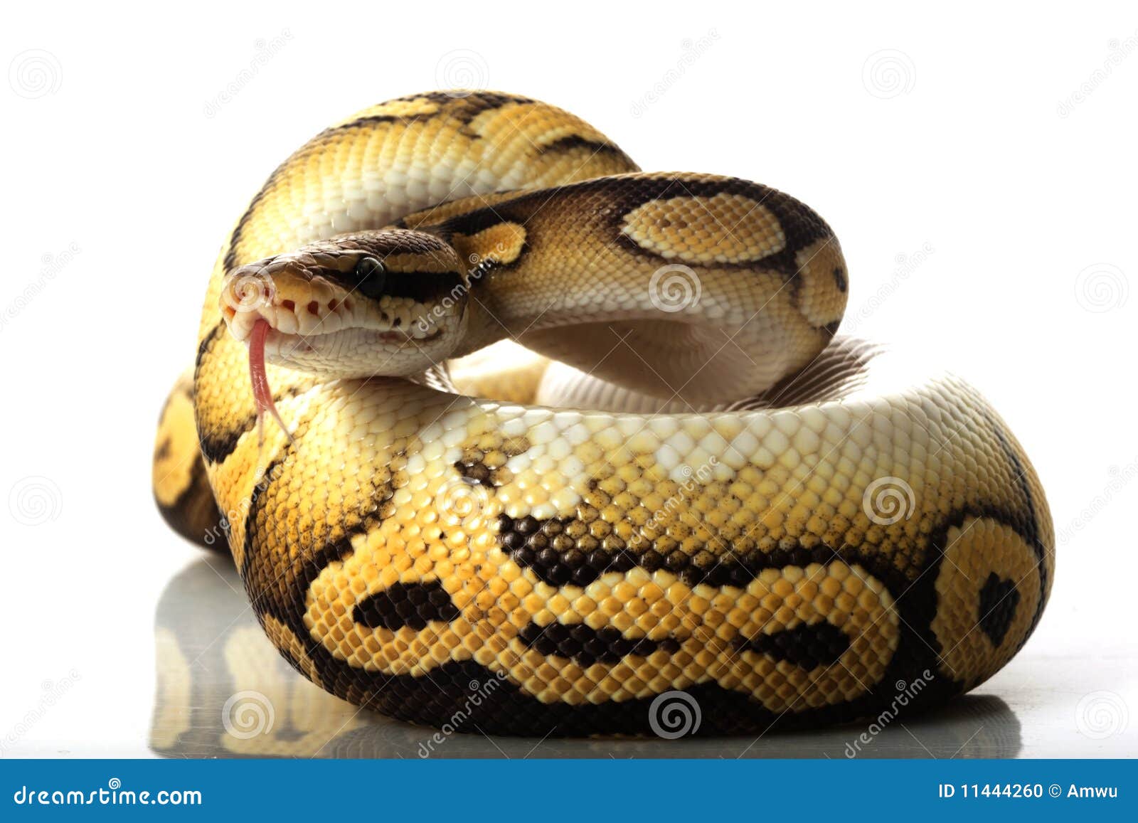 Pastave ball python stock photo. Image of python, snake - 11444260