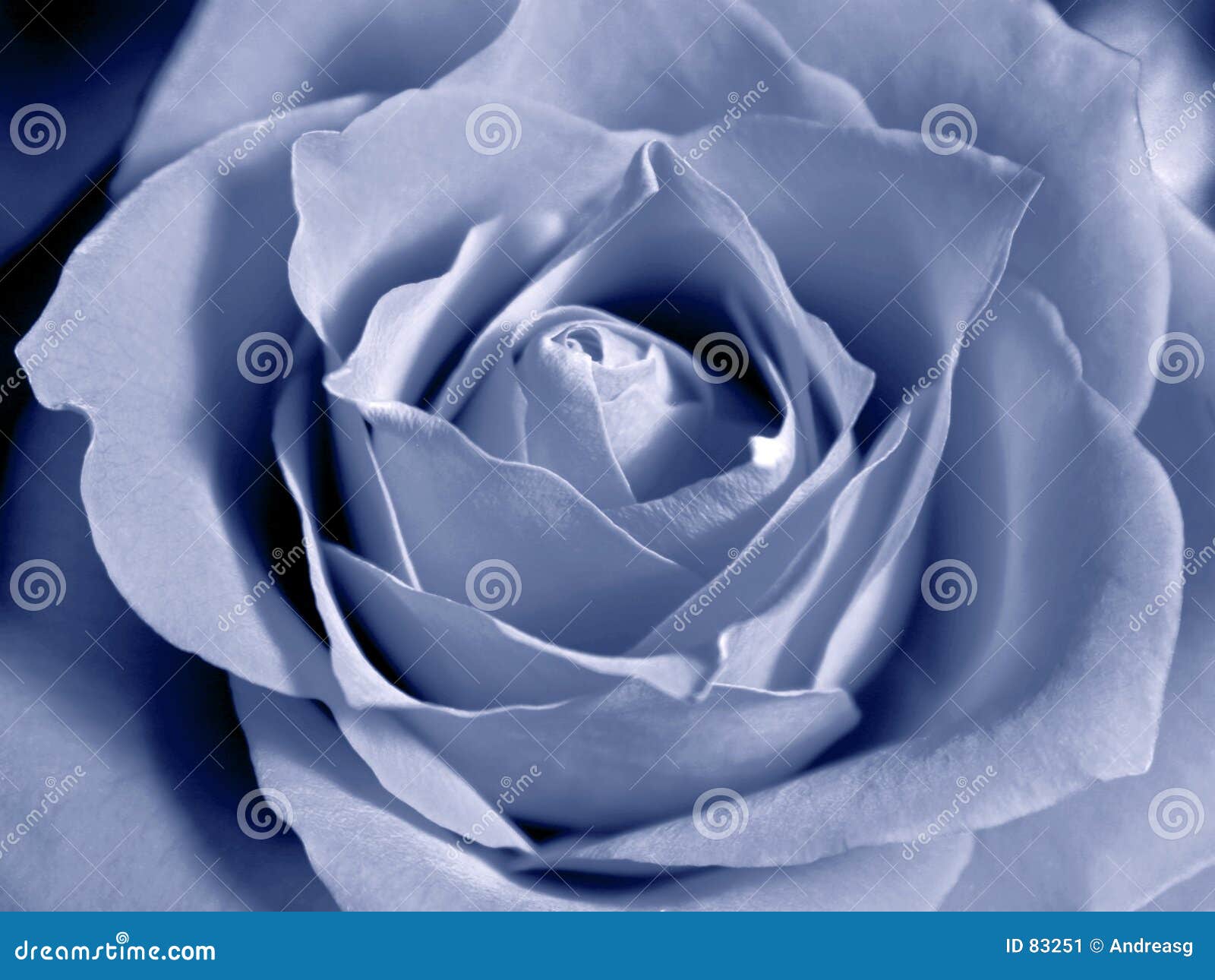 Pastel blue rose stock image. Image of close, core, monochrome - 83251