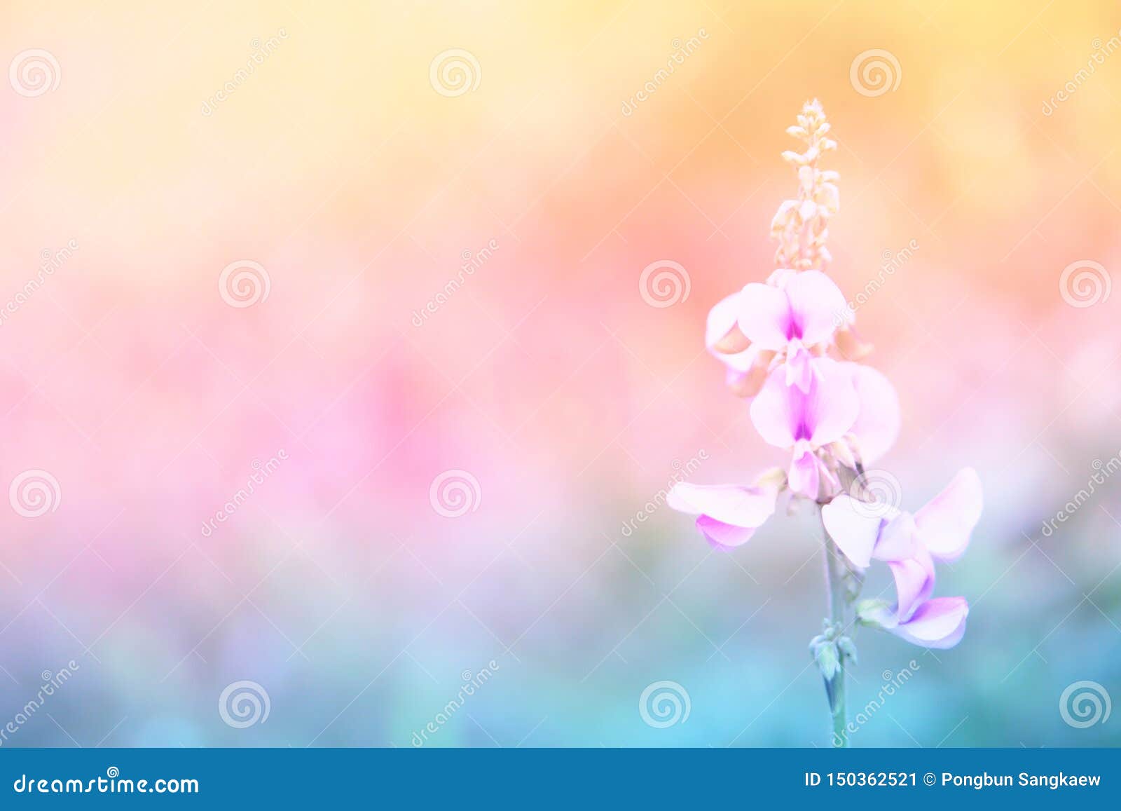 Pastel Color Grass Flower Spring Nature Background Stock Image - Image ...