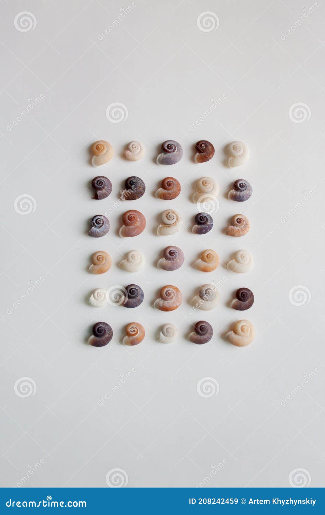 Pastel Color Sea Shells Pattern on White Background Stock Image - Image ...