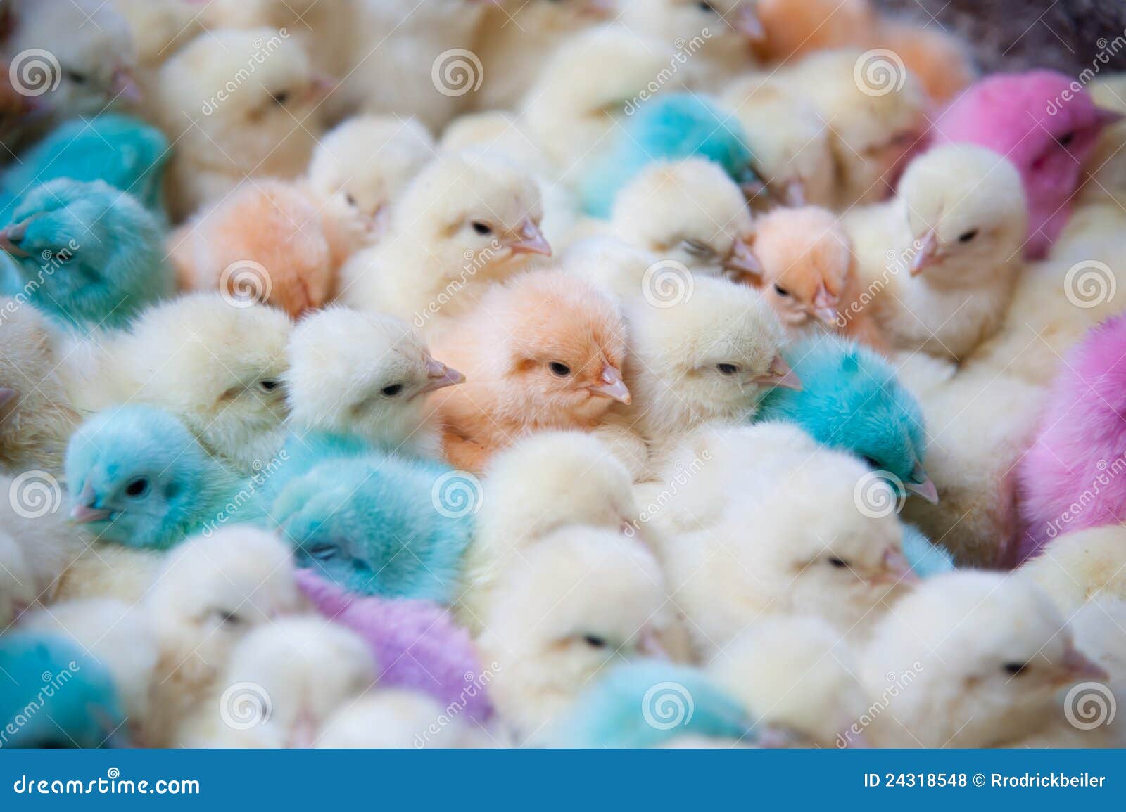 Pastel-colored baby chicks stock photo. Image of pink - 24318548