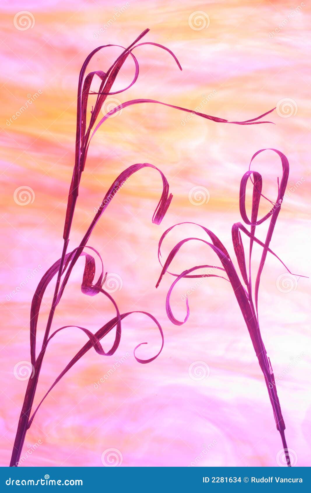 Pastel Dried Grass Stalks stock photo. Image of coiled - 2281634