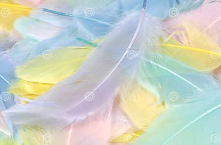 Pastel Feathers 2 stock image. Image of bird, texture, detail - 454121