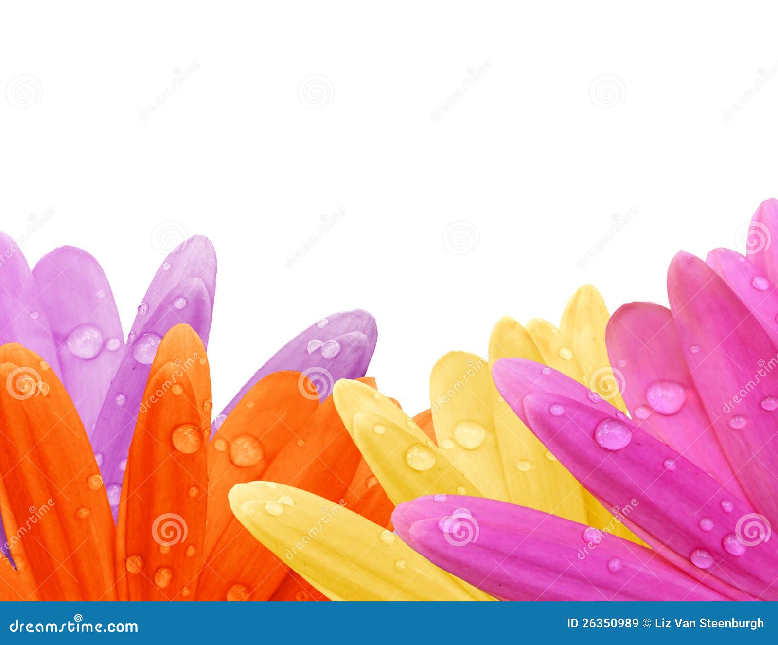 Pastel Gerbera Petal Border Stock Image - Image of water, drops: 26350989