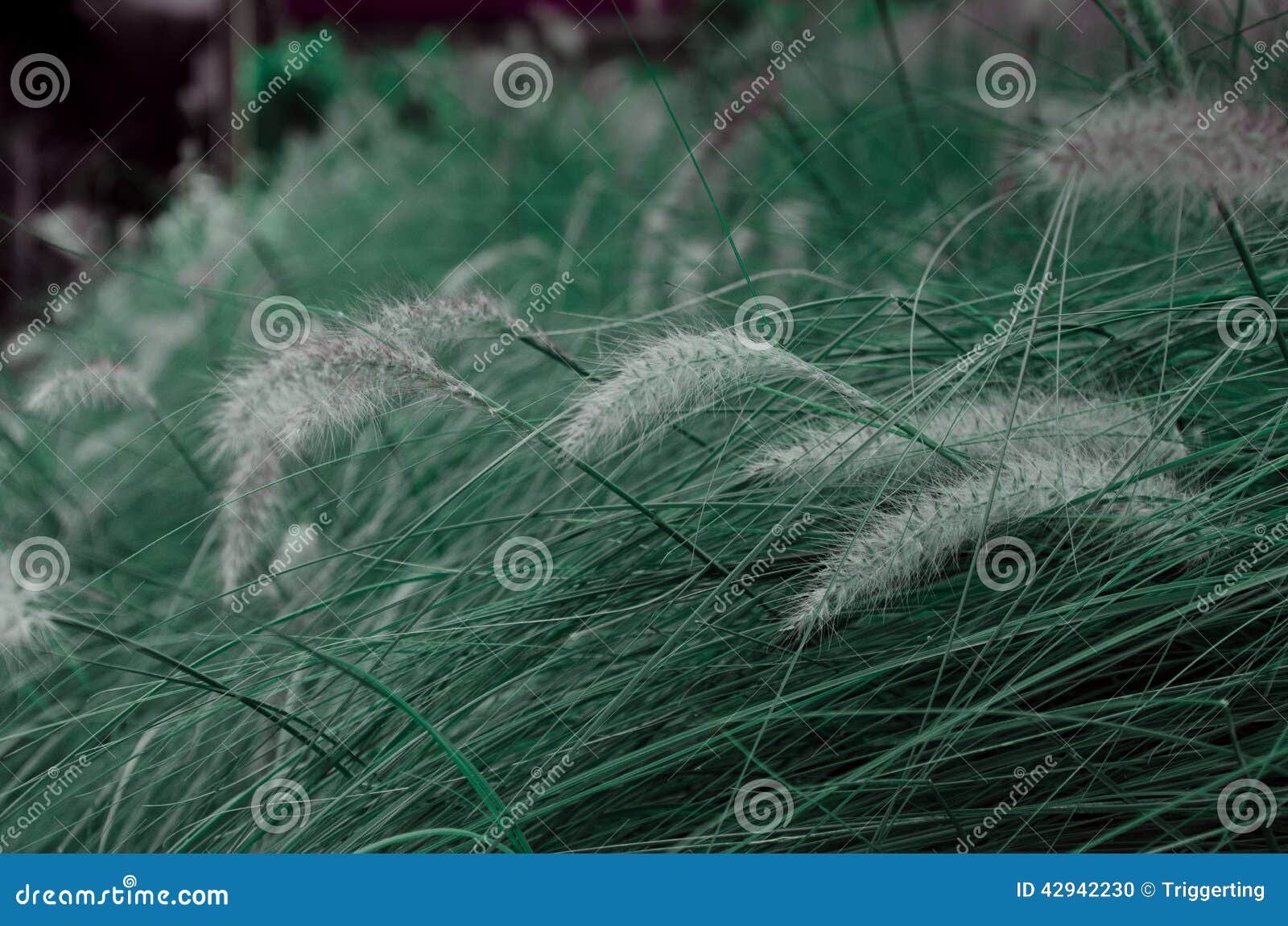 Pastel Grass stock photo. Image of springtime, countryside - 42942230