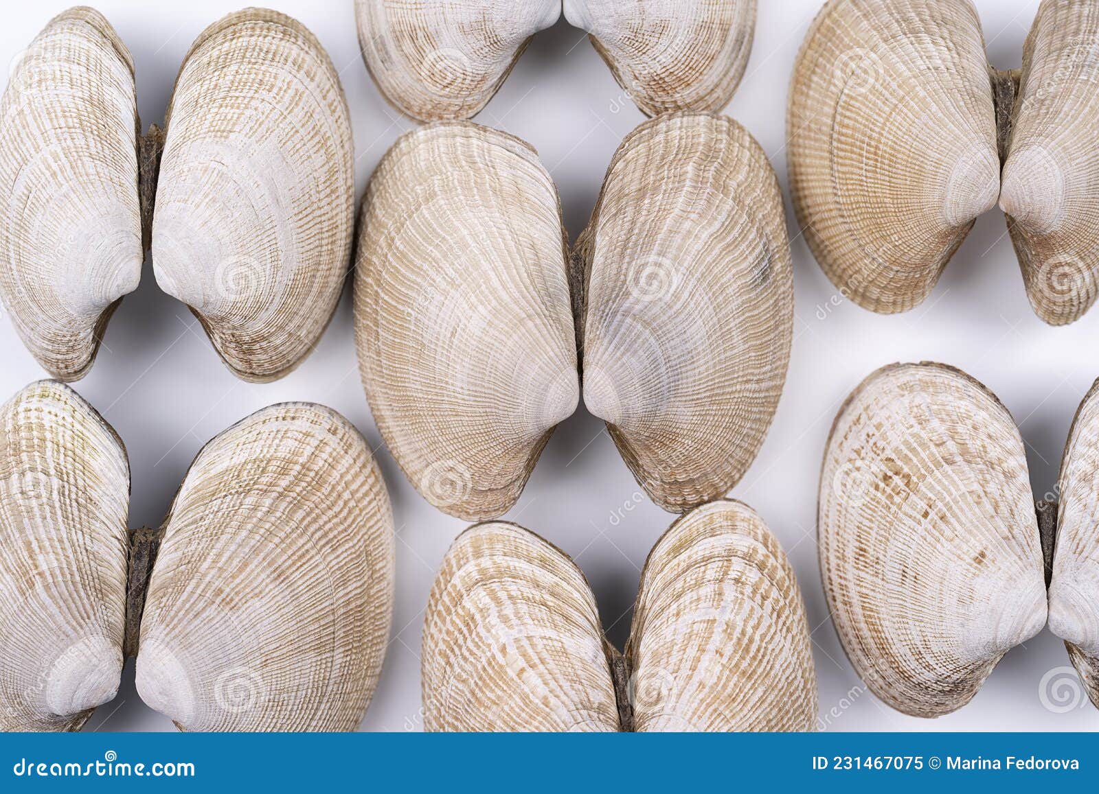 Pastel Light Atlantic Shells Background - Macro Photography of Many ...