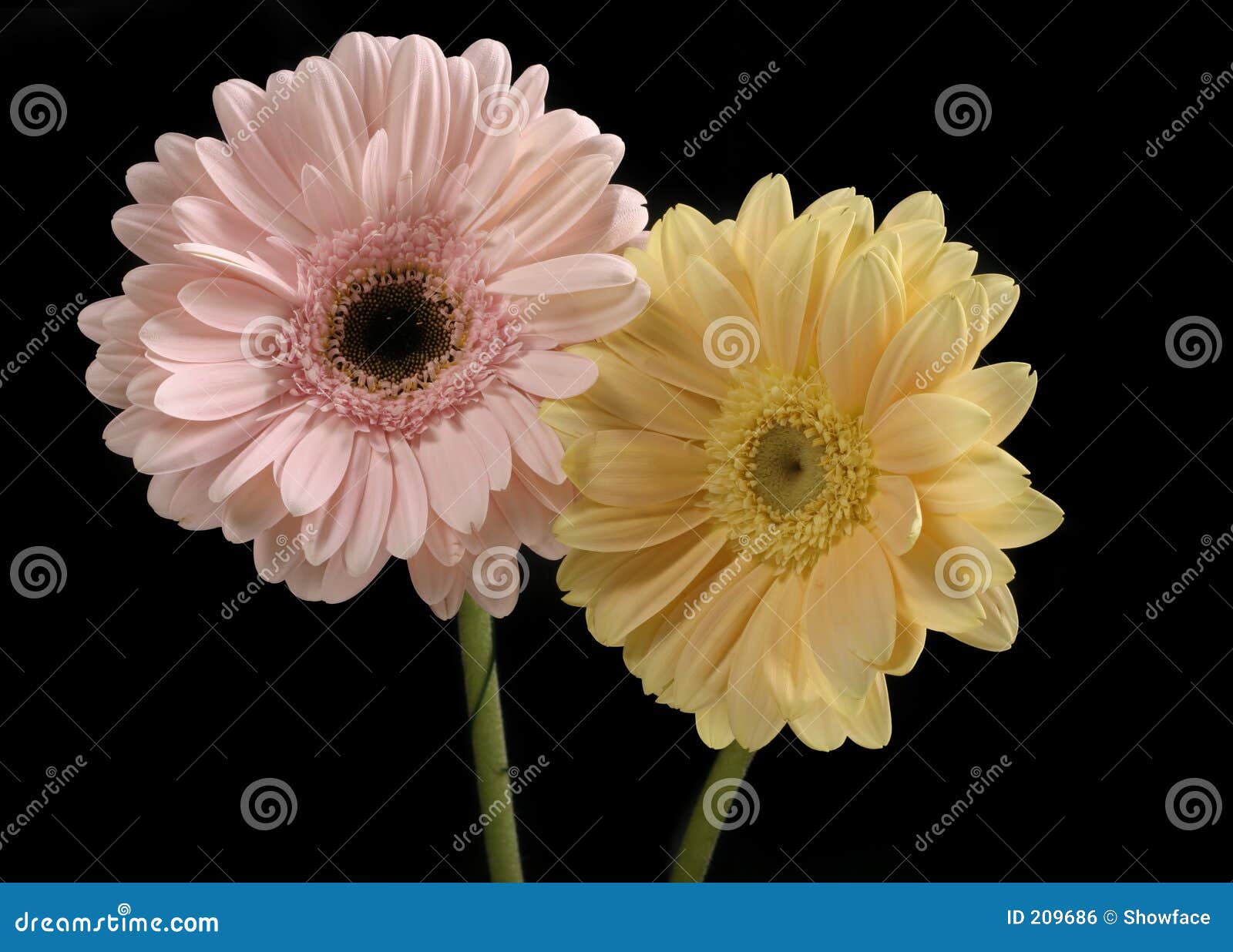 Pastel Pink and Butter Yellow Gerberas Stock Photo - Image of petal ...