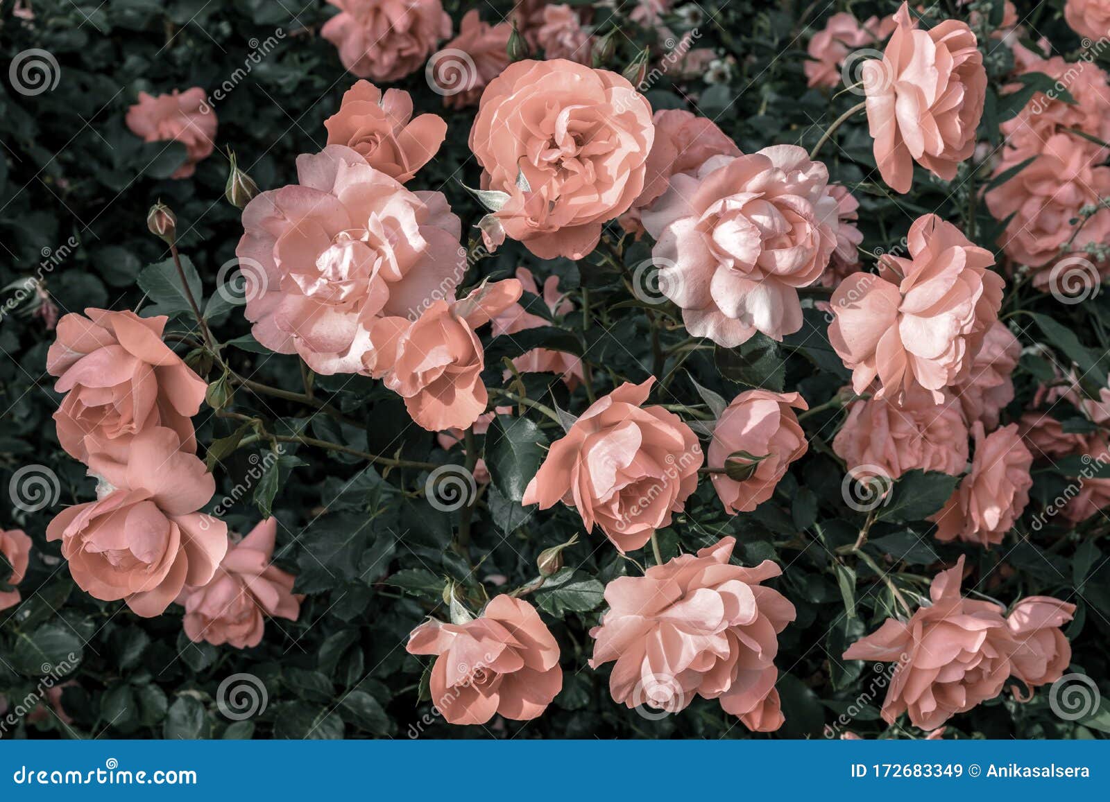 Pastel Pink Roses in the Garden Stock Image - Image of dusty, pastel ...