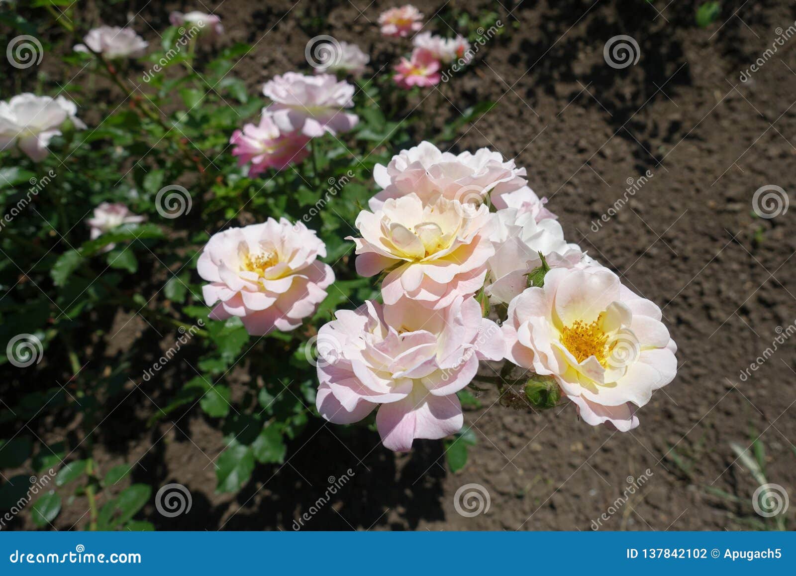 Pastel Pink Semi-double Flowers of Rose Stock Photo - Image of petal ...