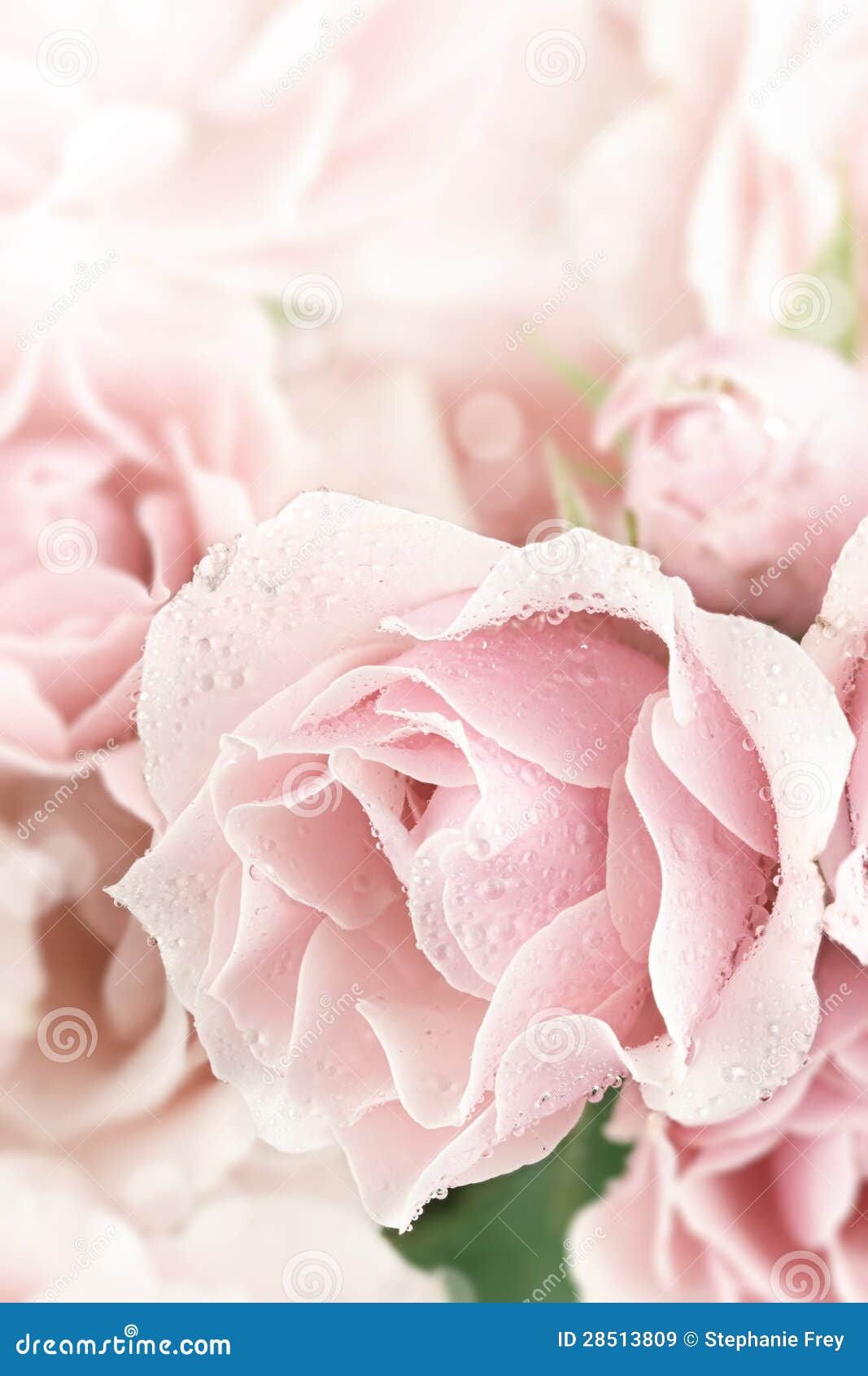 Pastel Pink Tea Rose stock image. Image of blooming, bokeh - 28513809