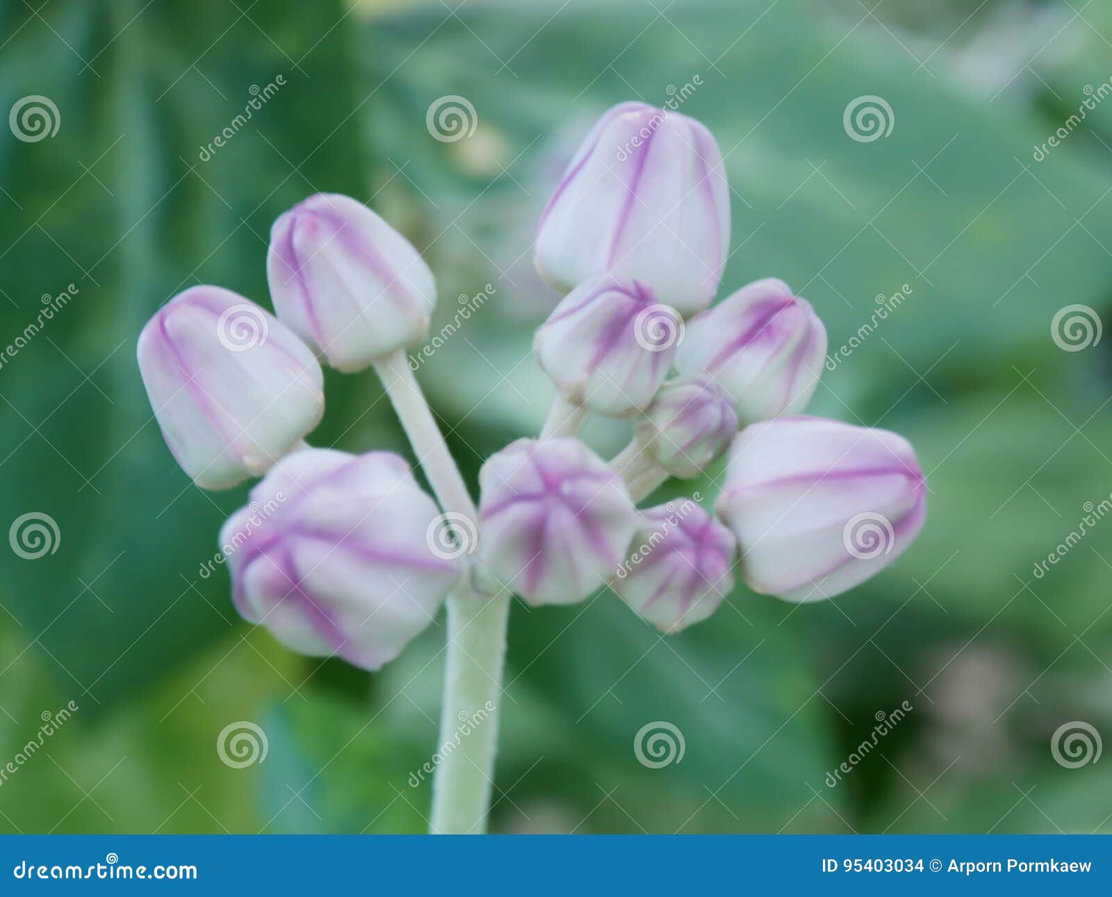 Pastel Purple Drake Bud Flowers with Blurred Stock Photo - Image of ...