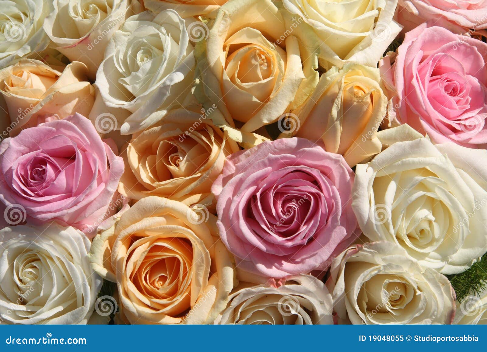 Pastel roses stock image. Image of bouquet, macro, flowers - 19048055