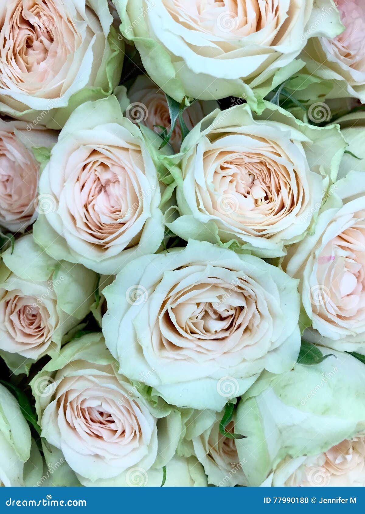 Pastel roses stock photo. Image of frame, pink, copy - 77990180